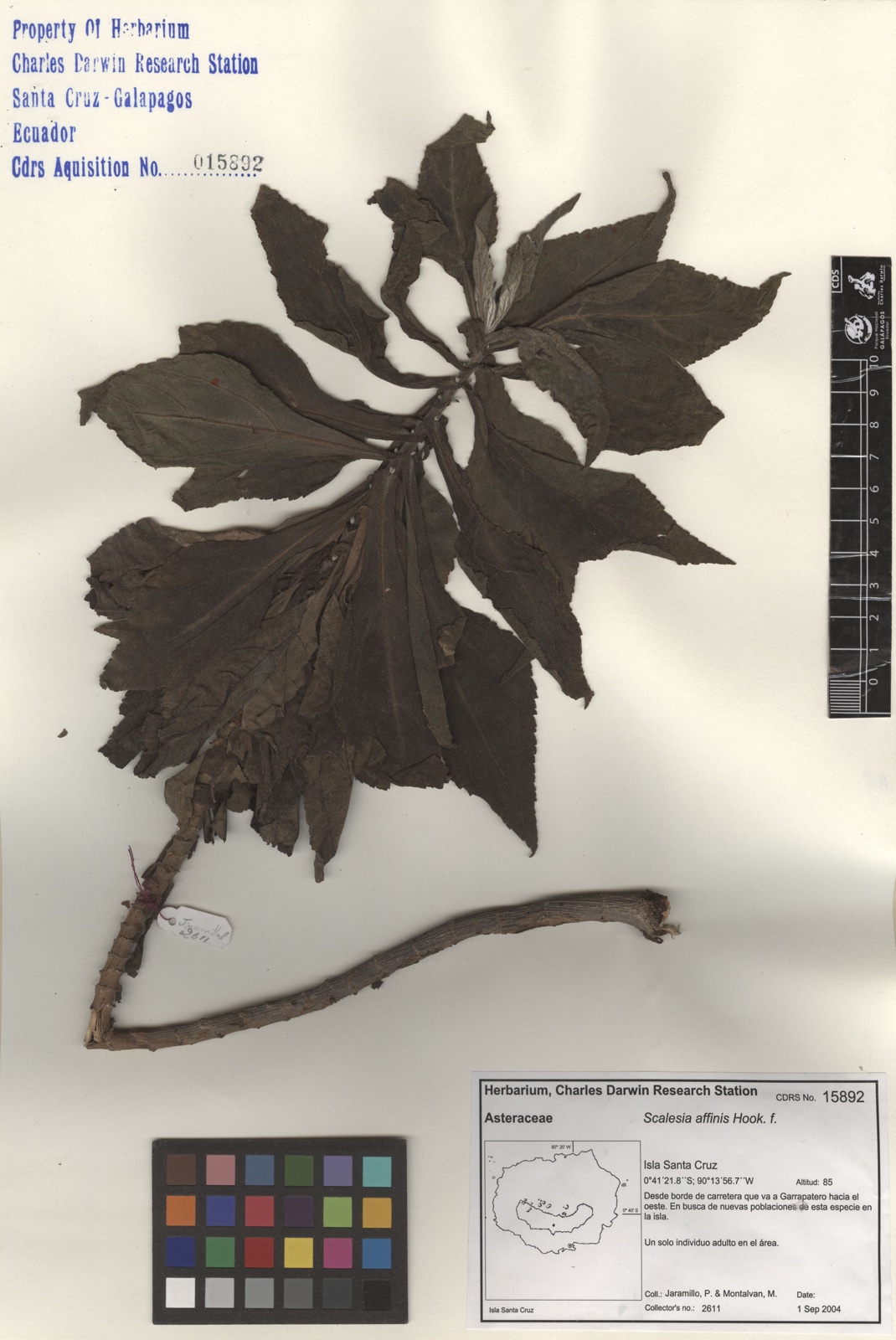 Scalesia affinis subsp. brachyloba