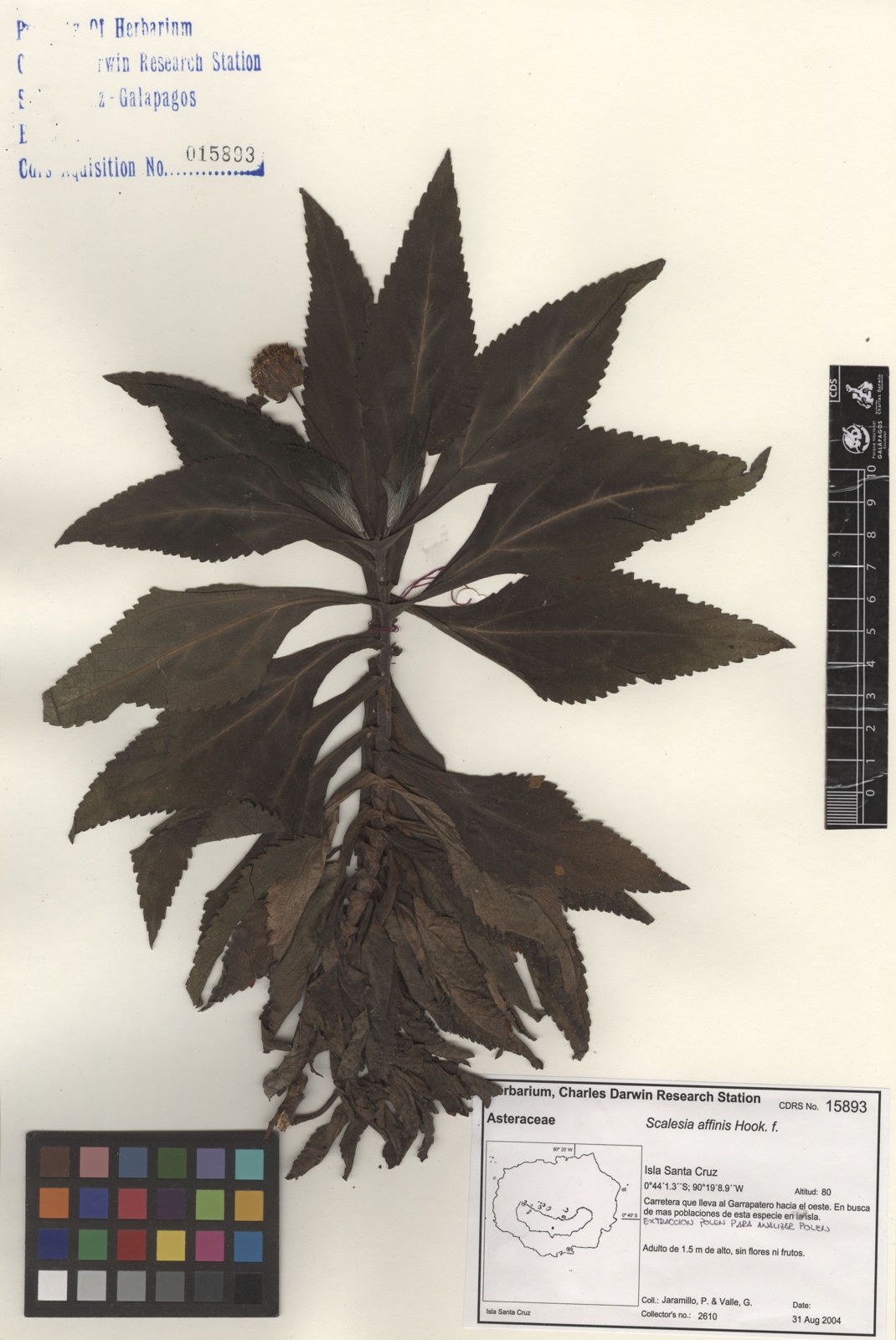 Scalesia affinis subsp. brachyloba