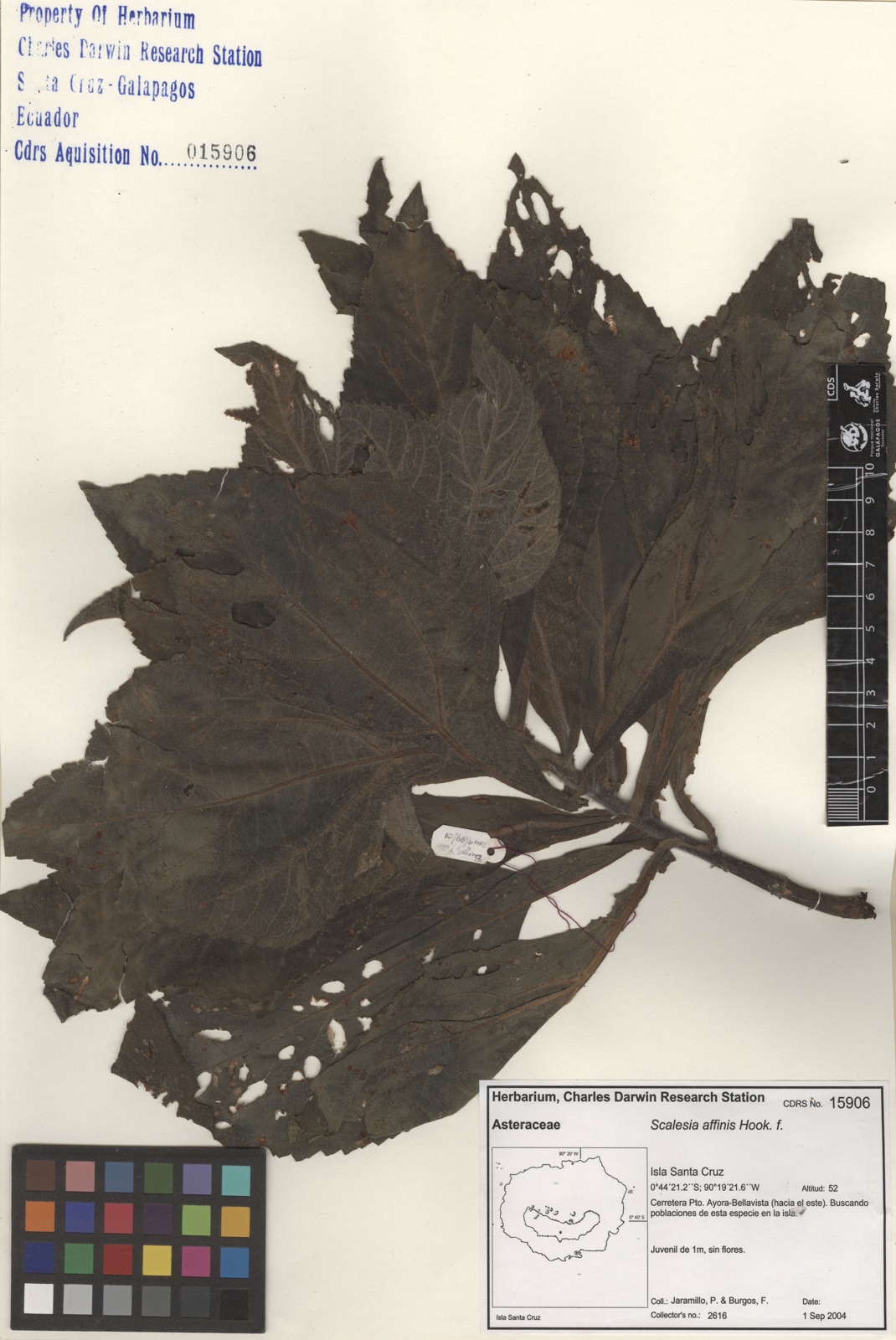 Scalesia affinis subsp. brachyloba