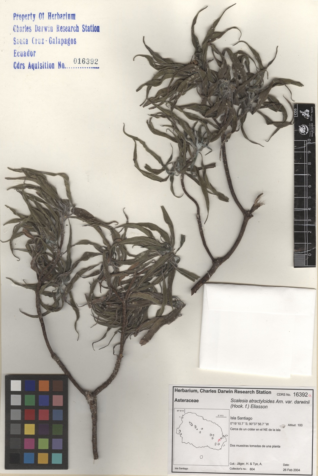 Scalesia atractyloides var. darwinii