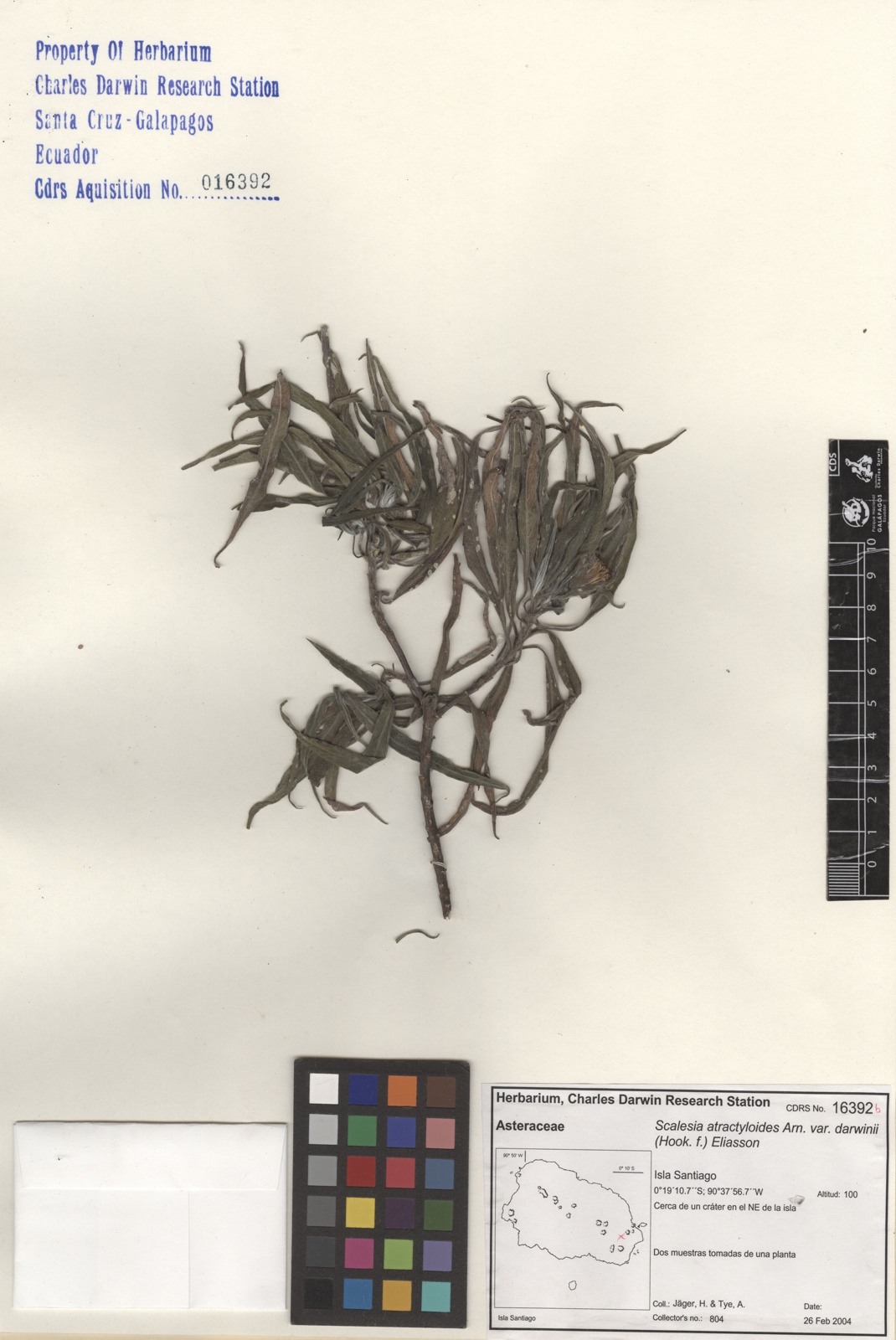 Scalesia atractyloides var. darwinii