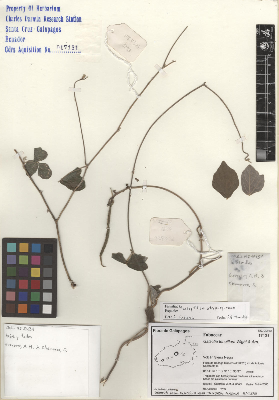 Macroptilium atropurpureum