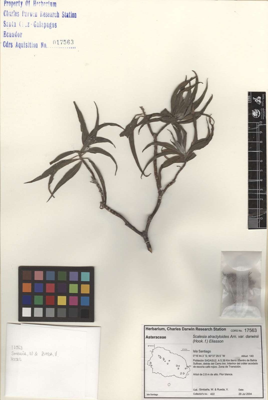 Scalesia atractyloides var. darwinii