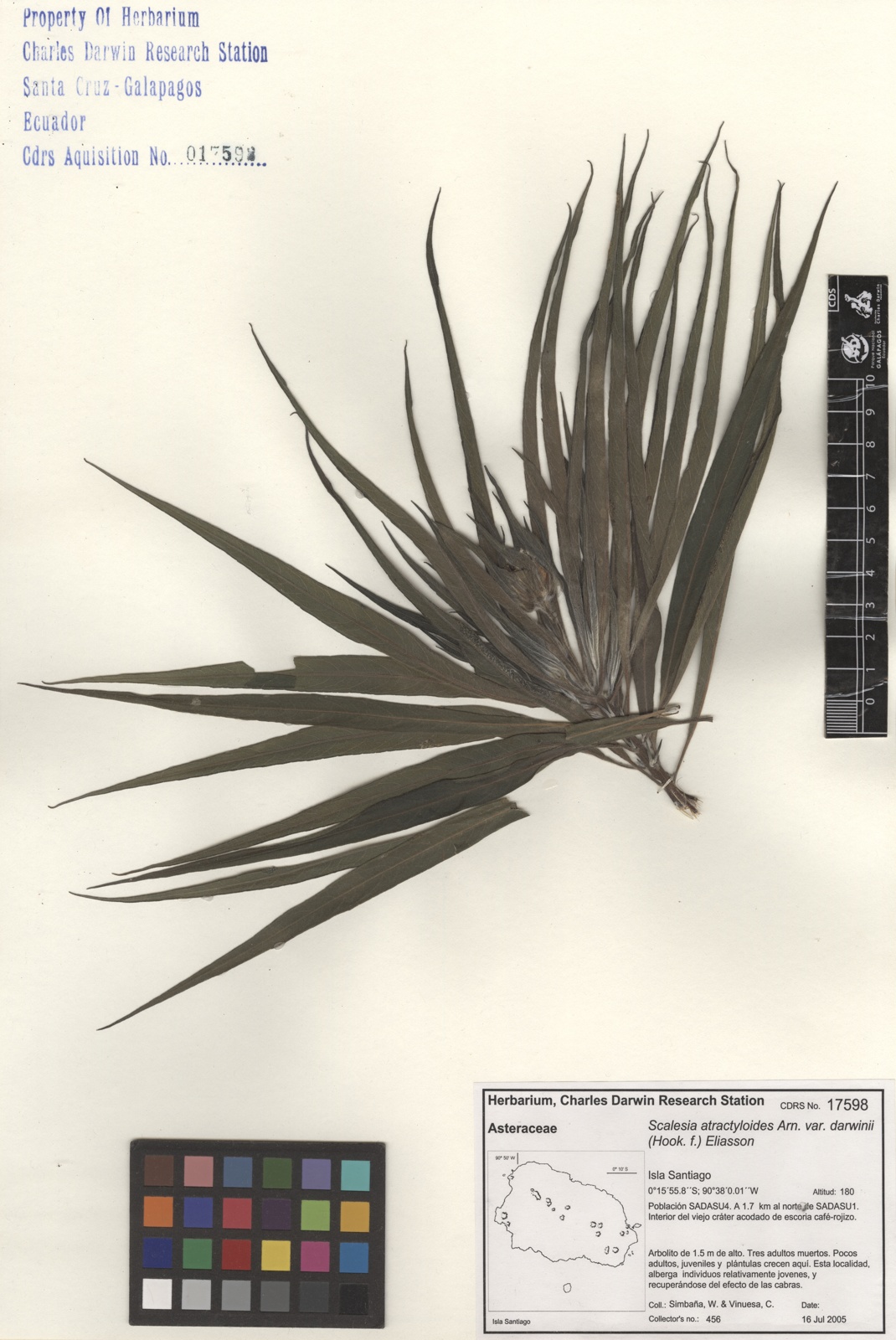 Scalesia atractyloides var. darwinii