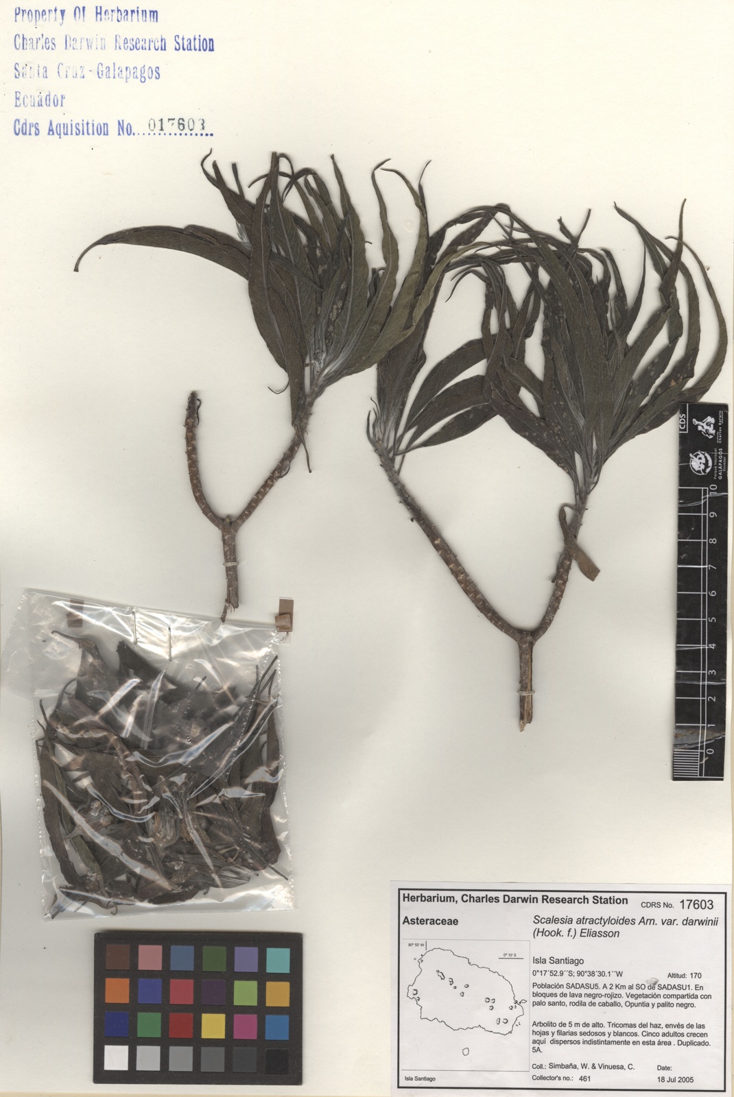 Scalesia atractyloides var. darwinii