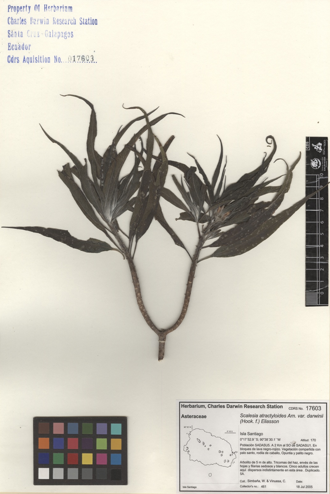 Scalesia atractyloides var. darwinii