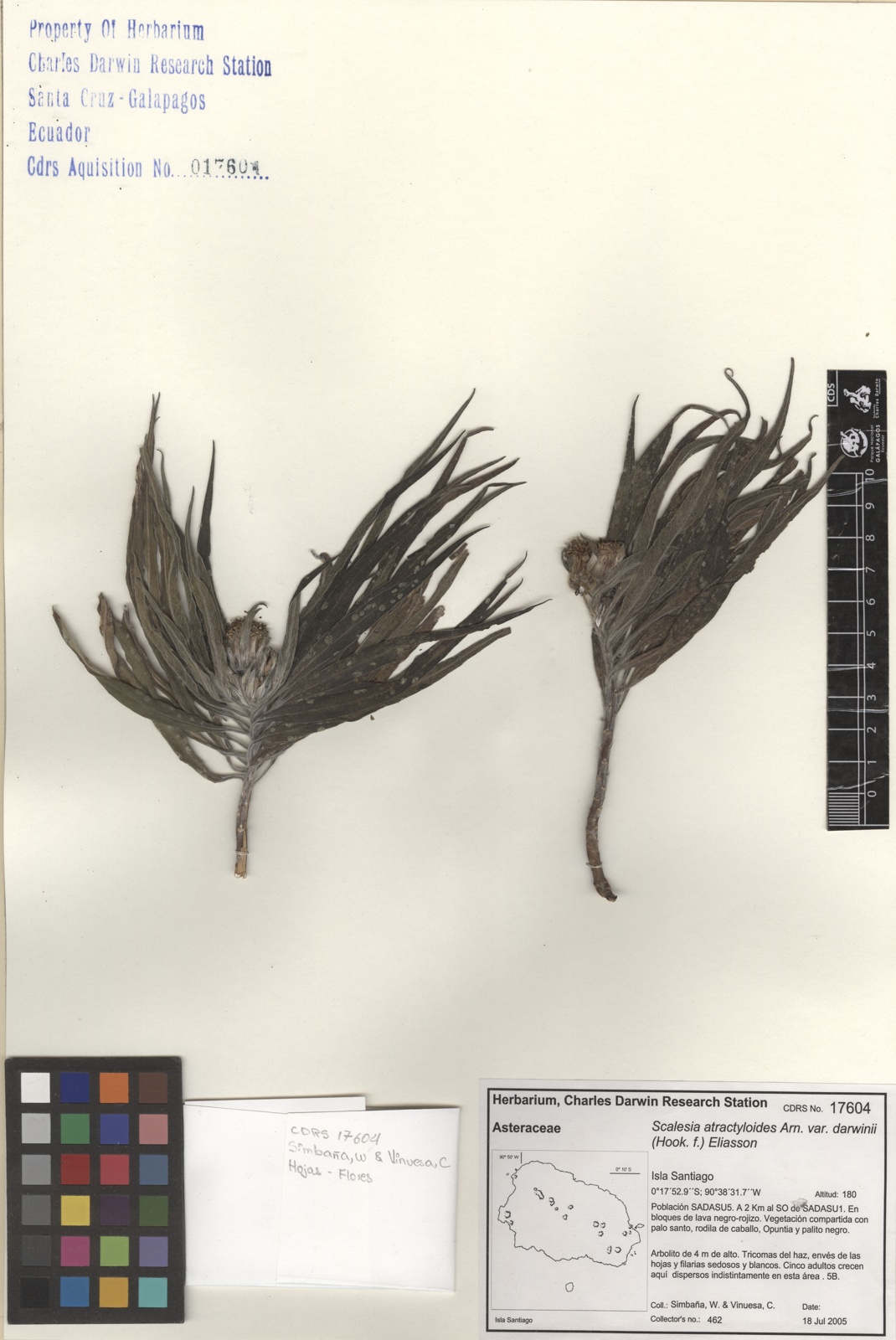 Scalesia atractyloides var. darwinii