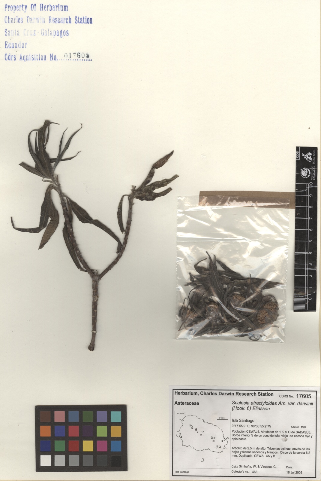 Scalesia atractyloides var. darwinii