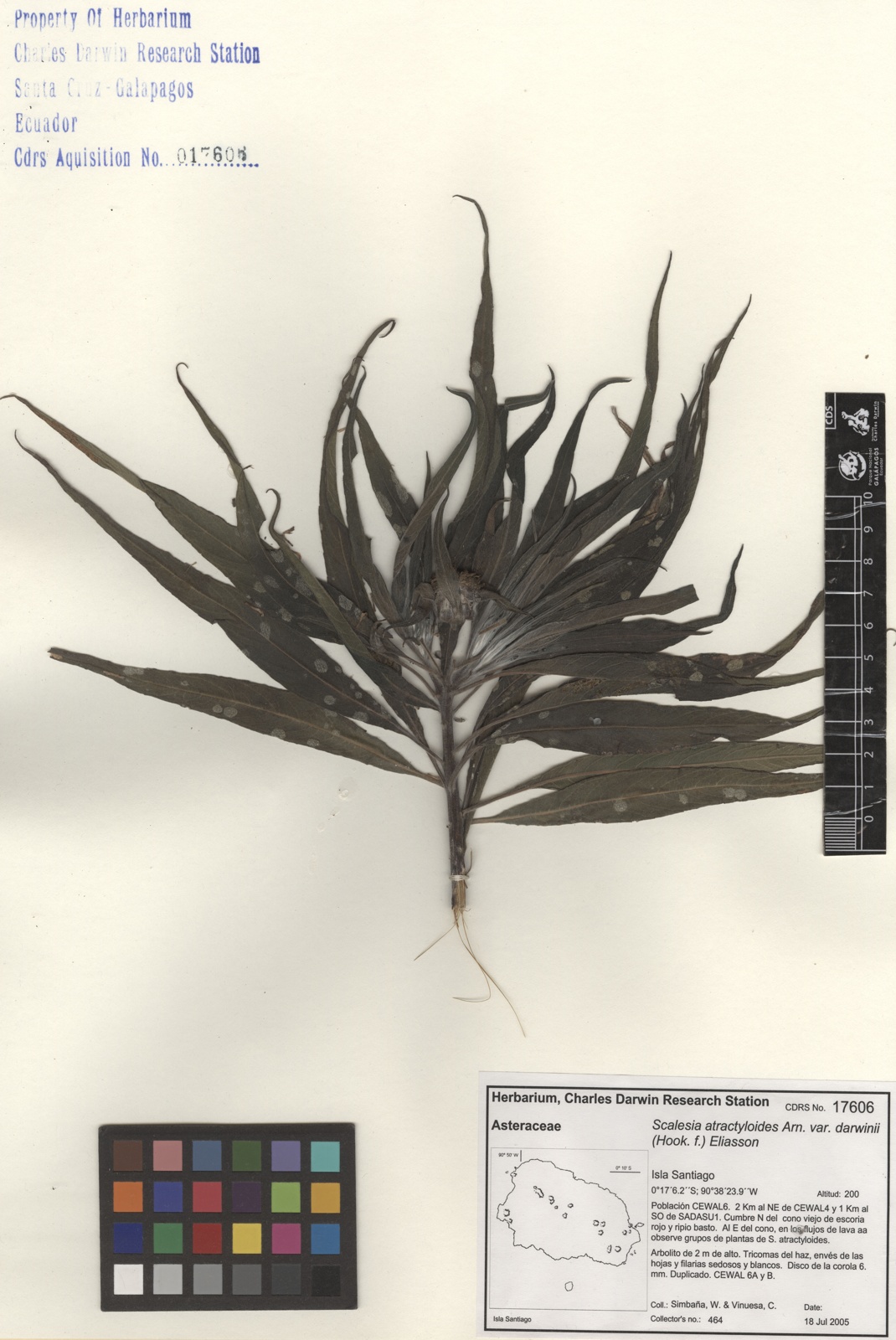 Scalesia atractyloides var. darwinii