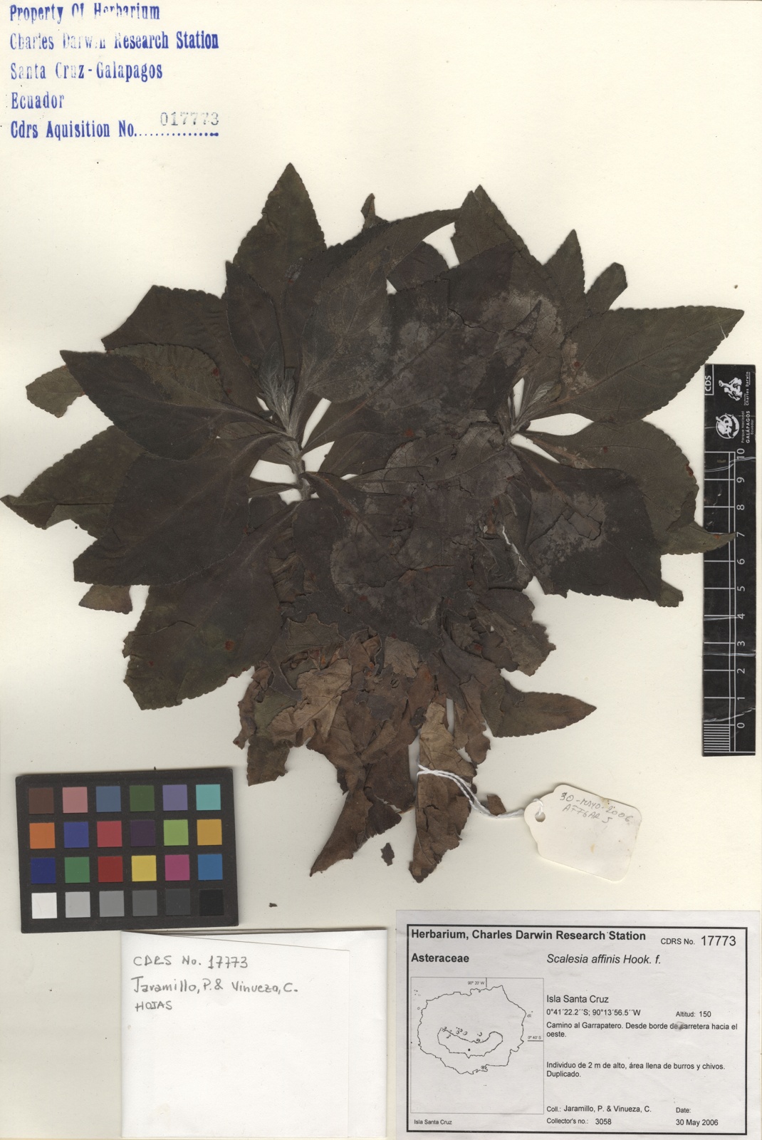 Scalesia affinis subsp. brachyloba