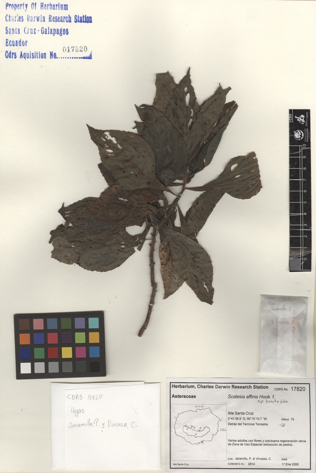 Scalesia affinis subsp. brachyloba