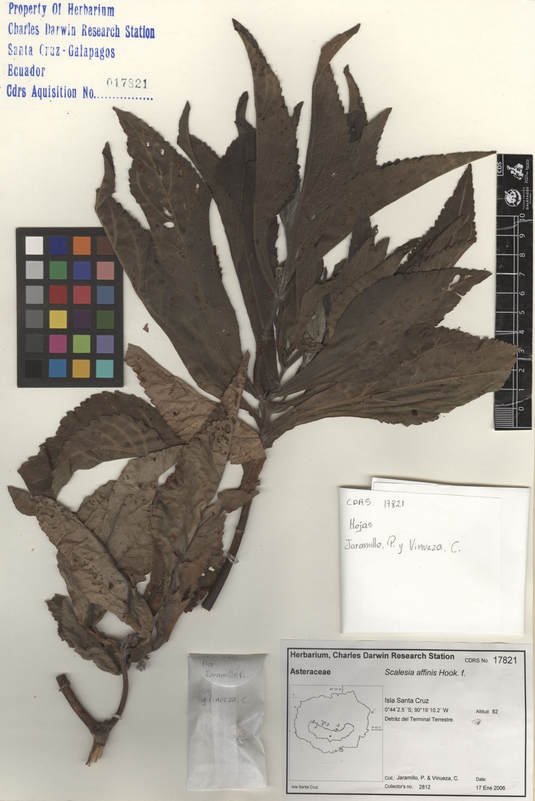 Scalesia affinis subsp. brachyloba