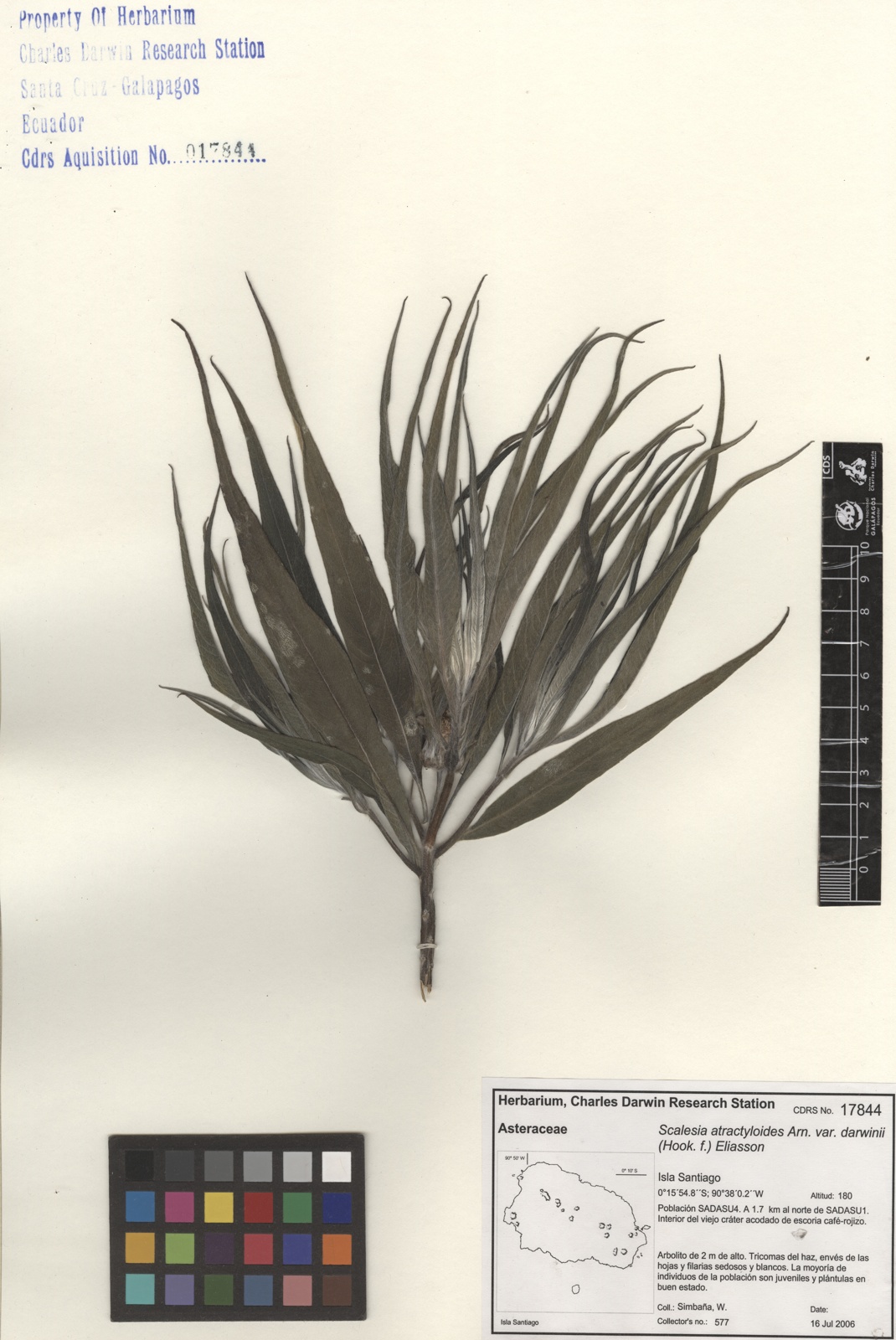 Scalesia atractyloides var. darwinii