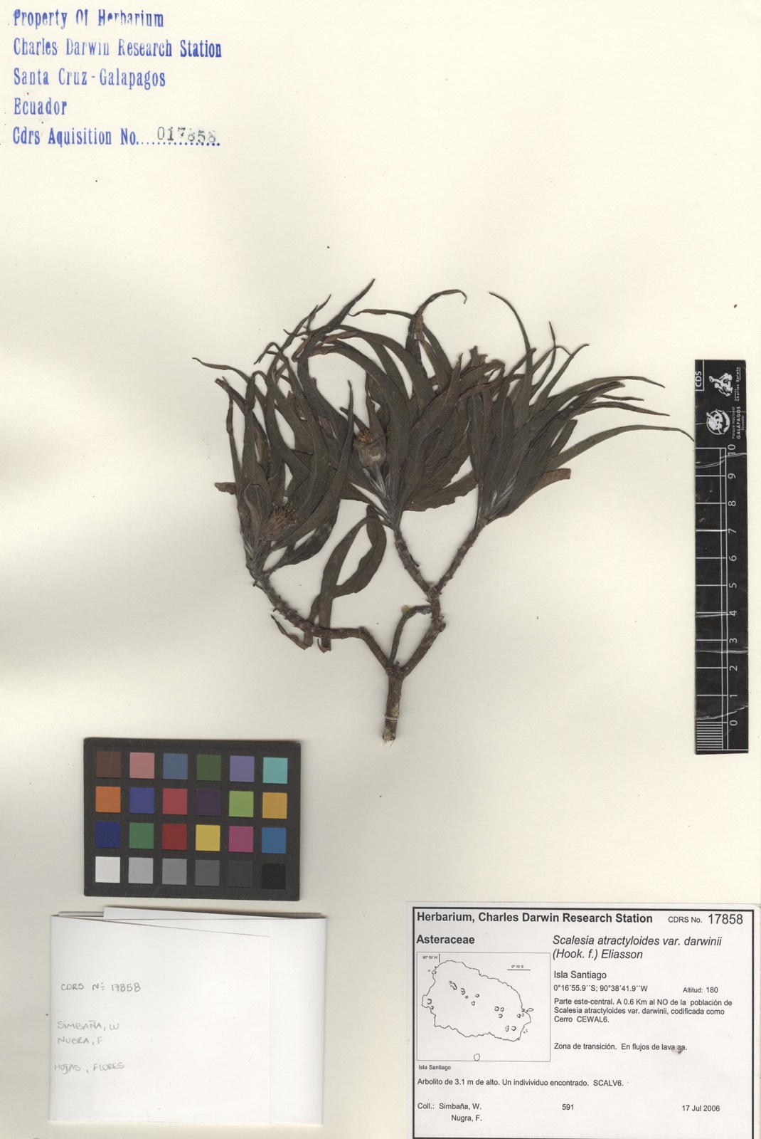 Scalesia atractyloides var. darwinii