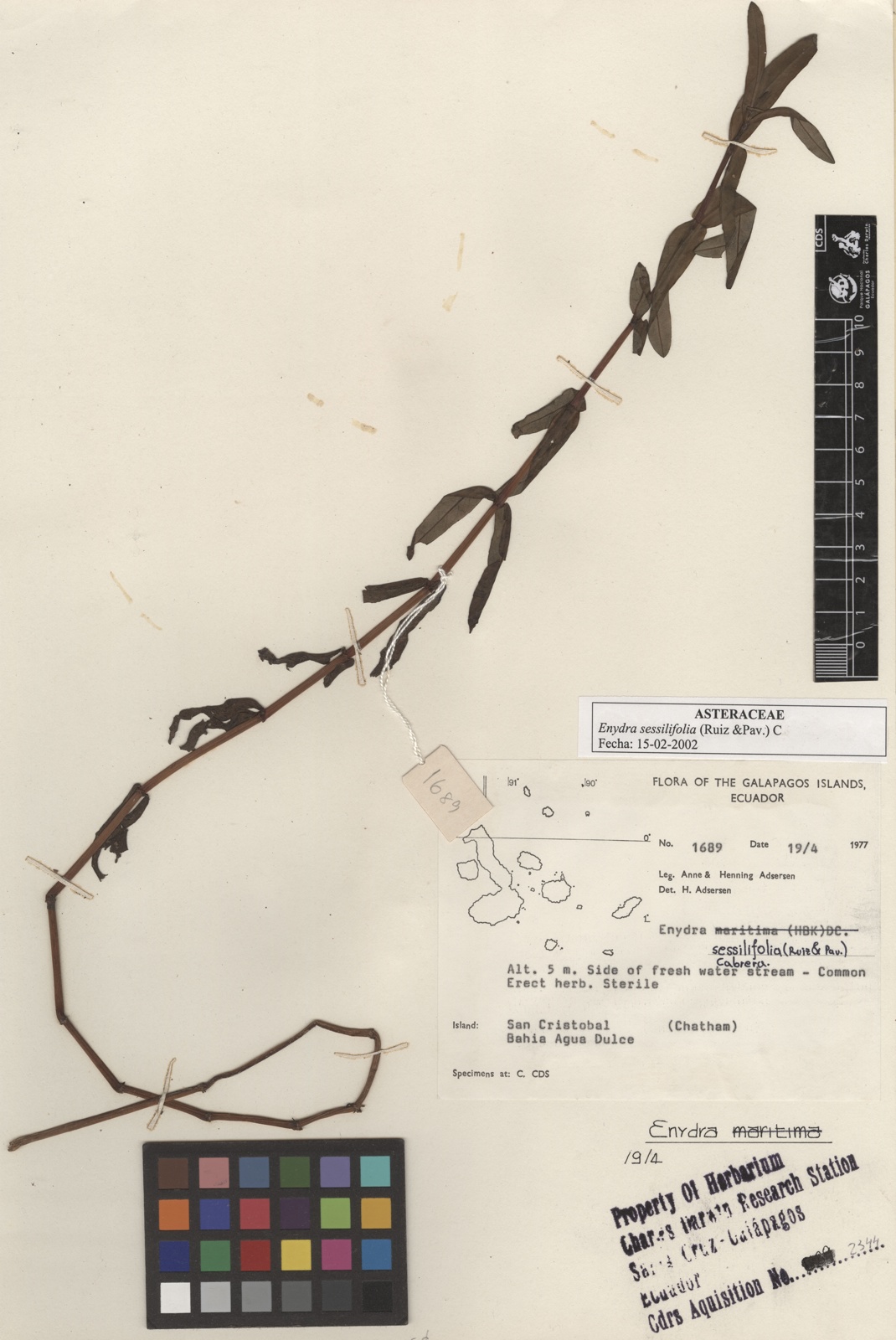 Enydra sessilifolia