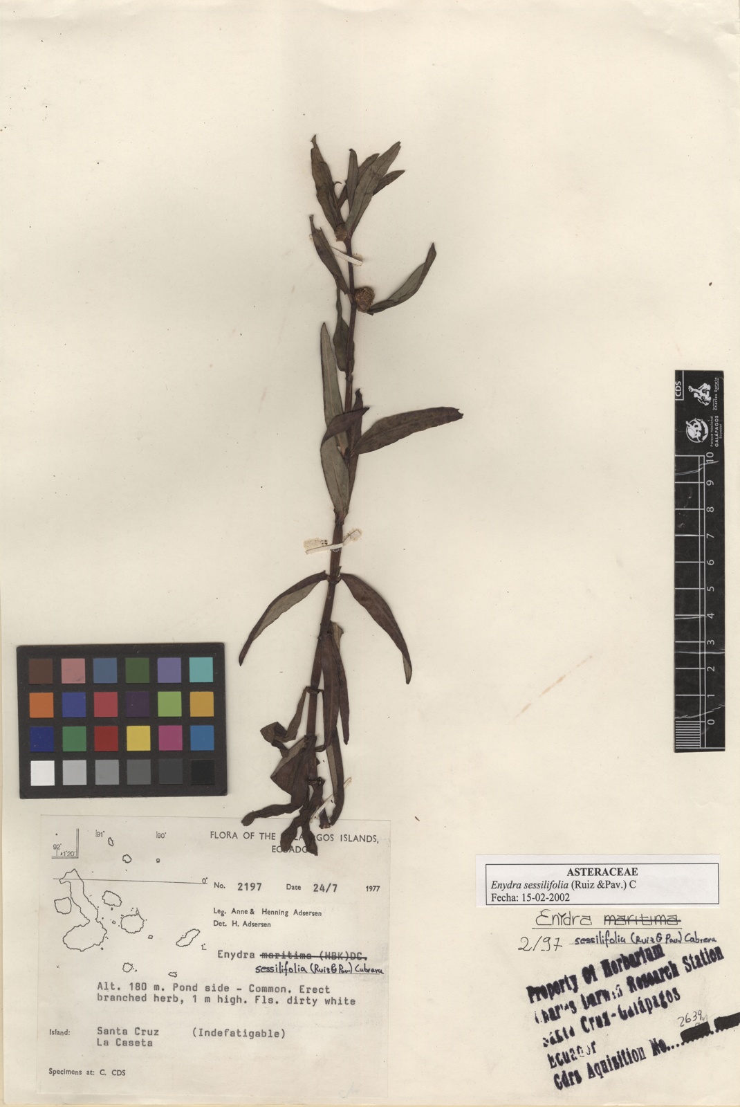 Enydra sessilifolia