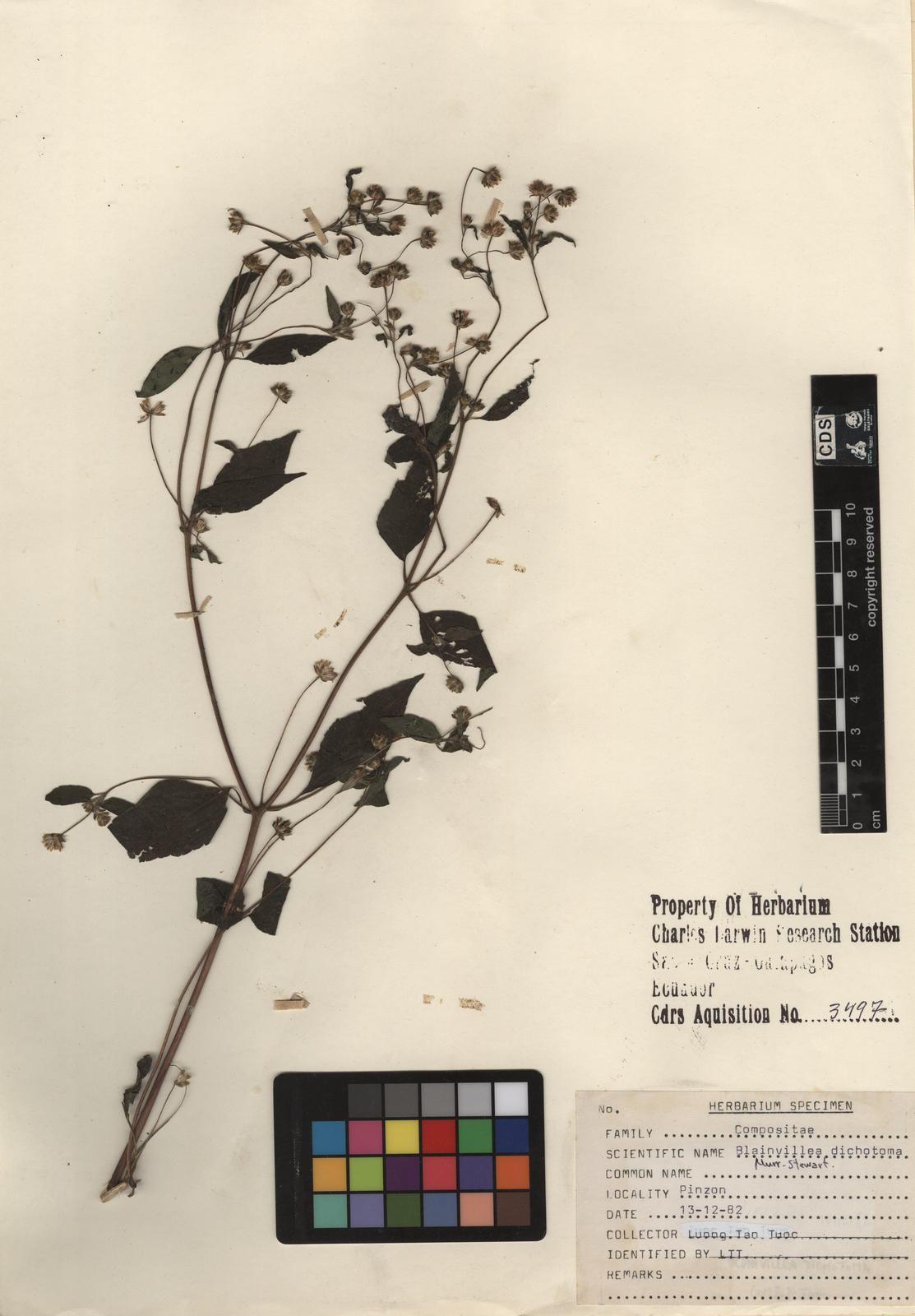 Blainvillea dichotoma