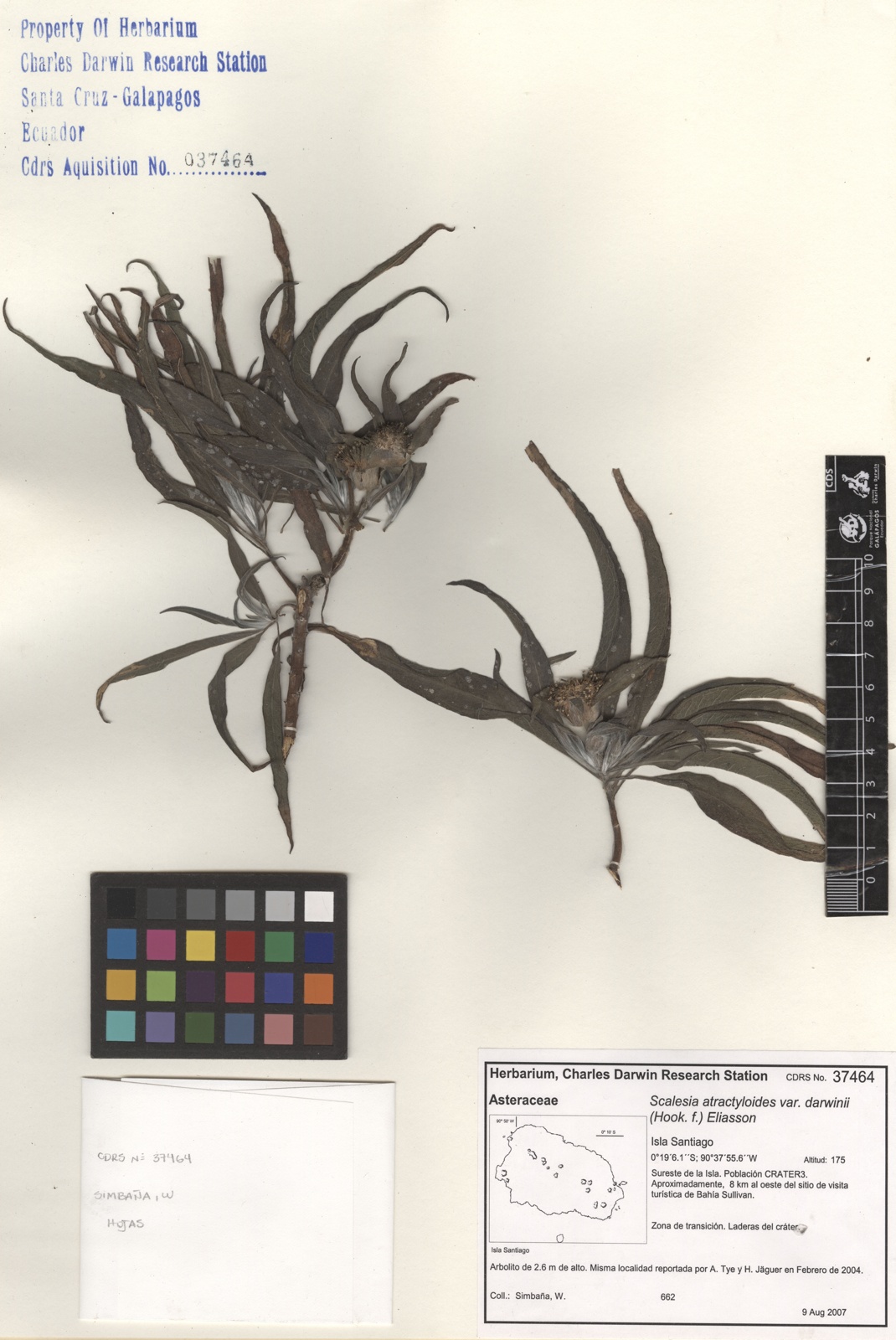 Scalesia atractyloides var. darwinii