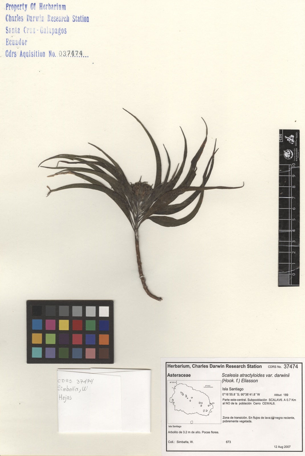 Scalesia atractyloides var. darwinii