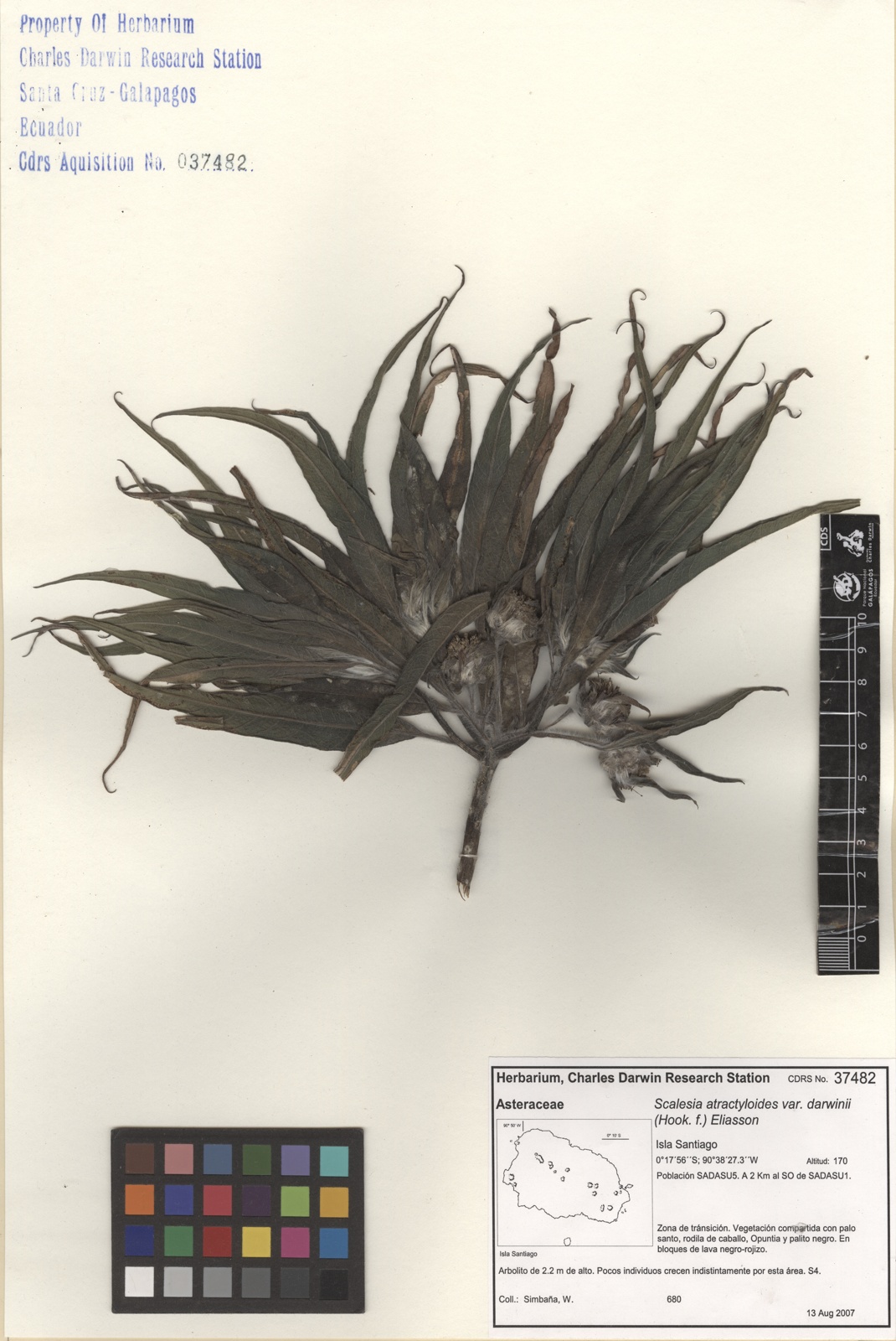 Scalesia atractyloides var. darwinii