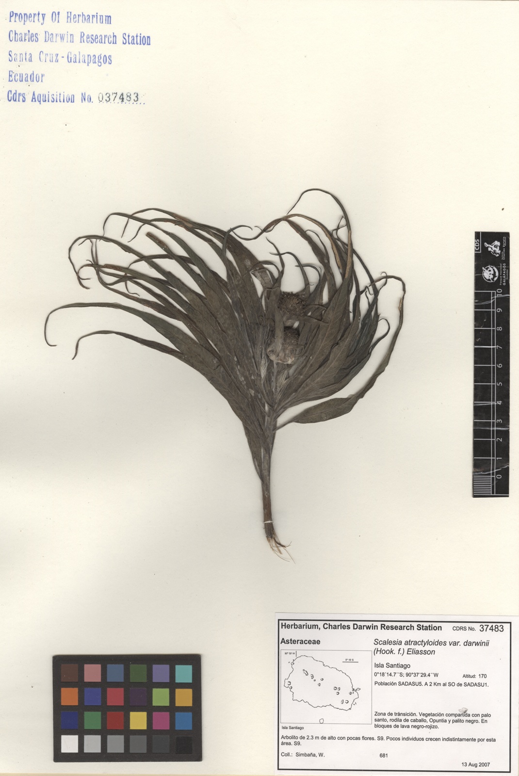 Scalesia atractyloides var. darwinii