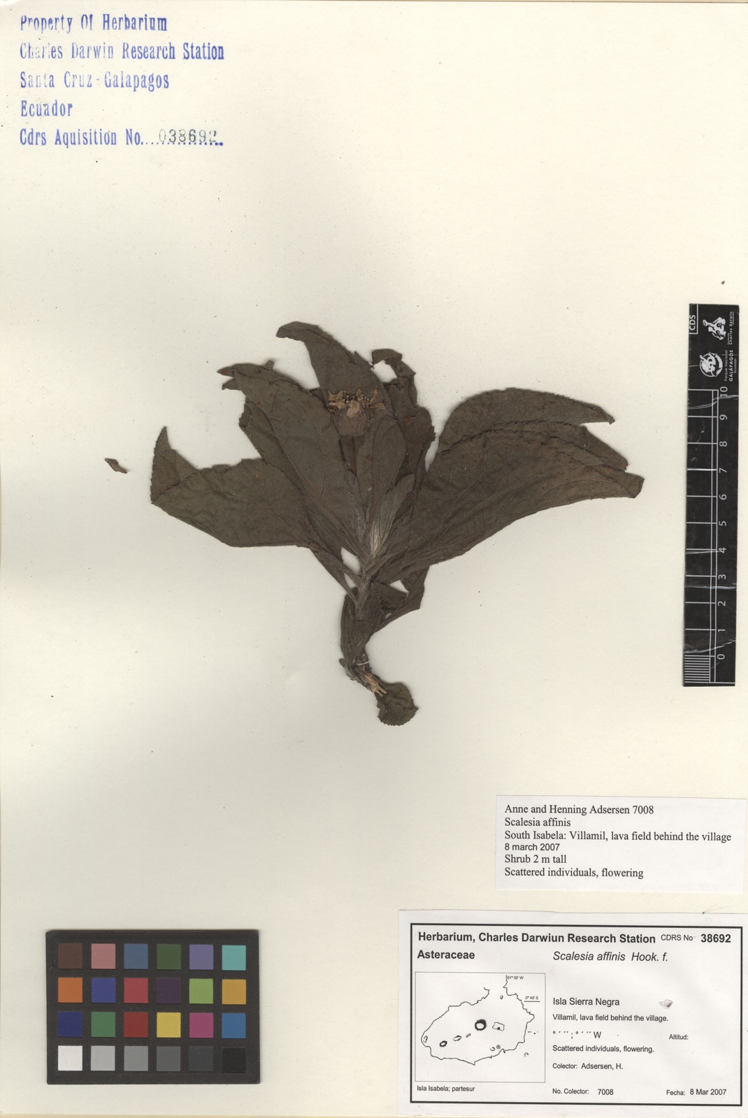 Scalesia affinis subsp. gummifera