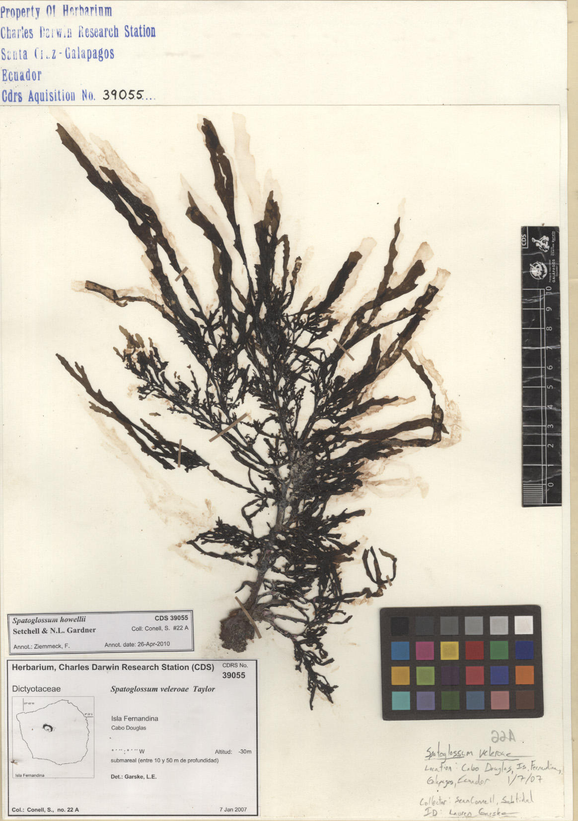 Spatoglossum howellii