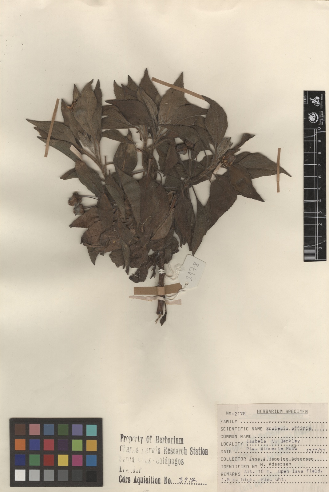 Scalesia affinis subsp. gummifera