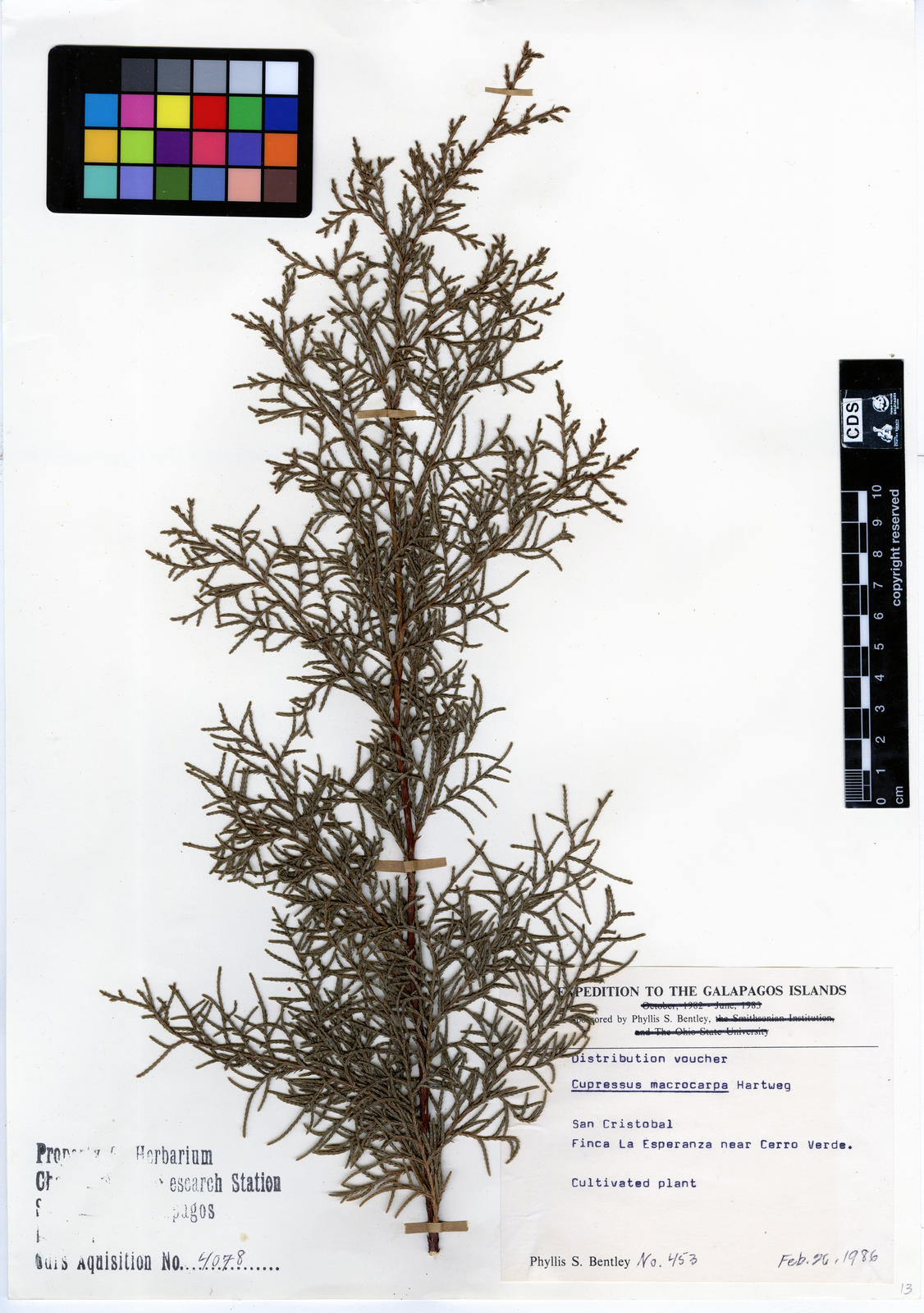 Cupressus macrocarpa