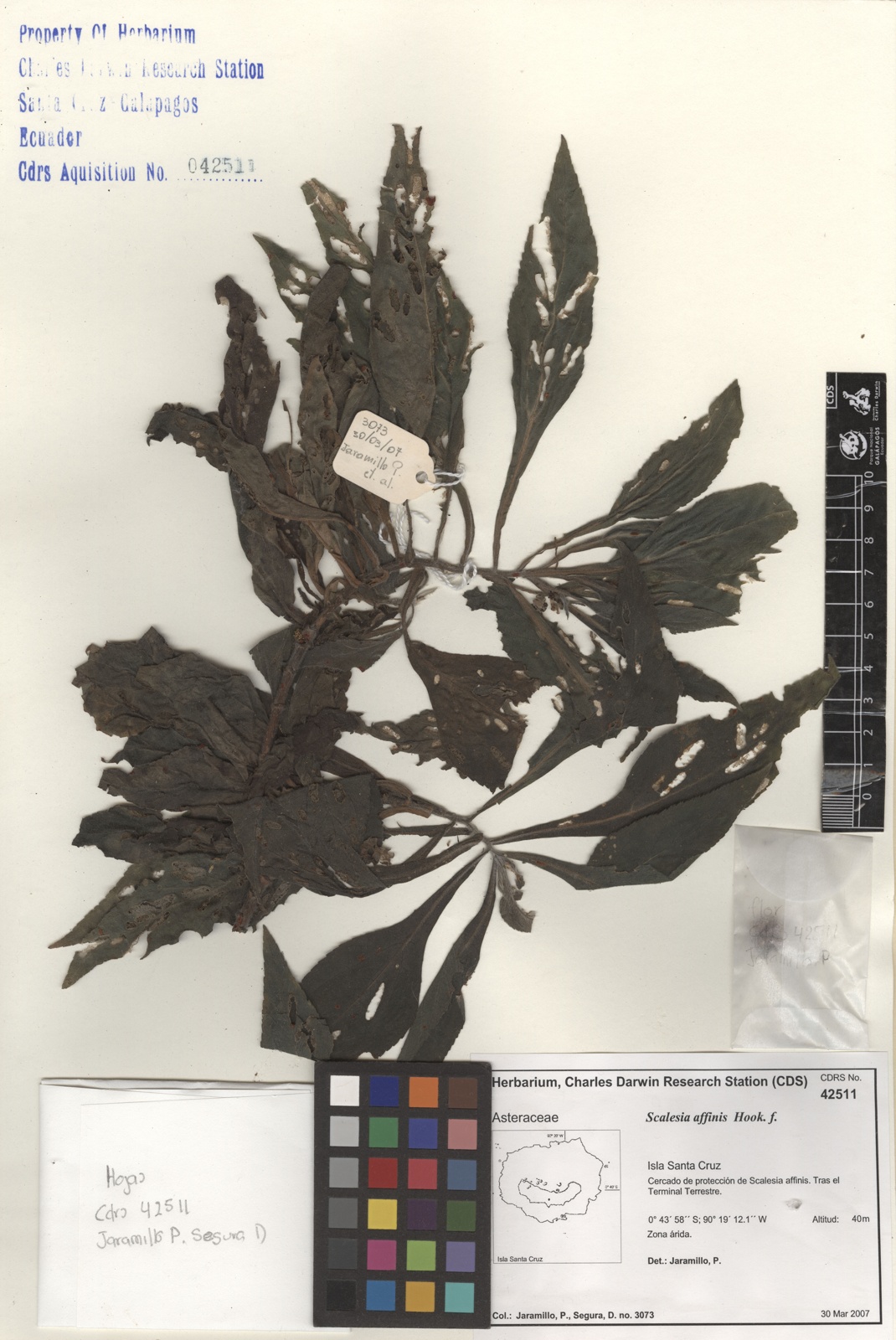 Scalesia affinis subsp. brachyloba