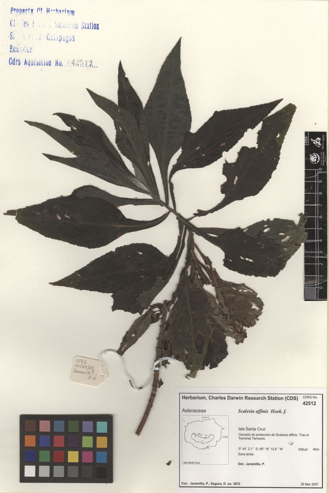 Scalesia affinis subsp. brachyloba