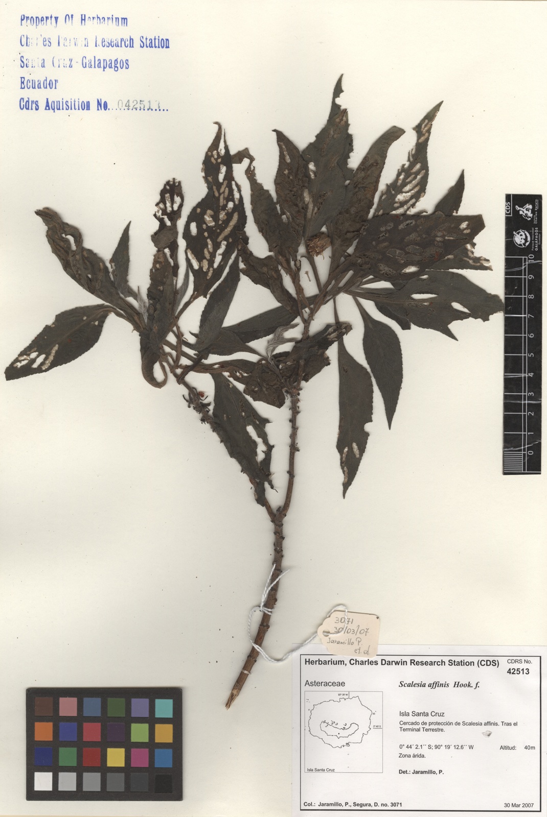 Scalesia affinis subsp. brachyloba