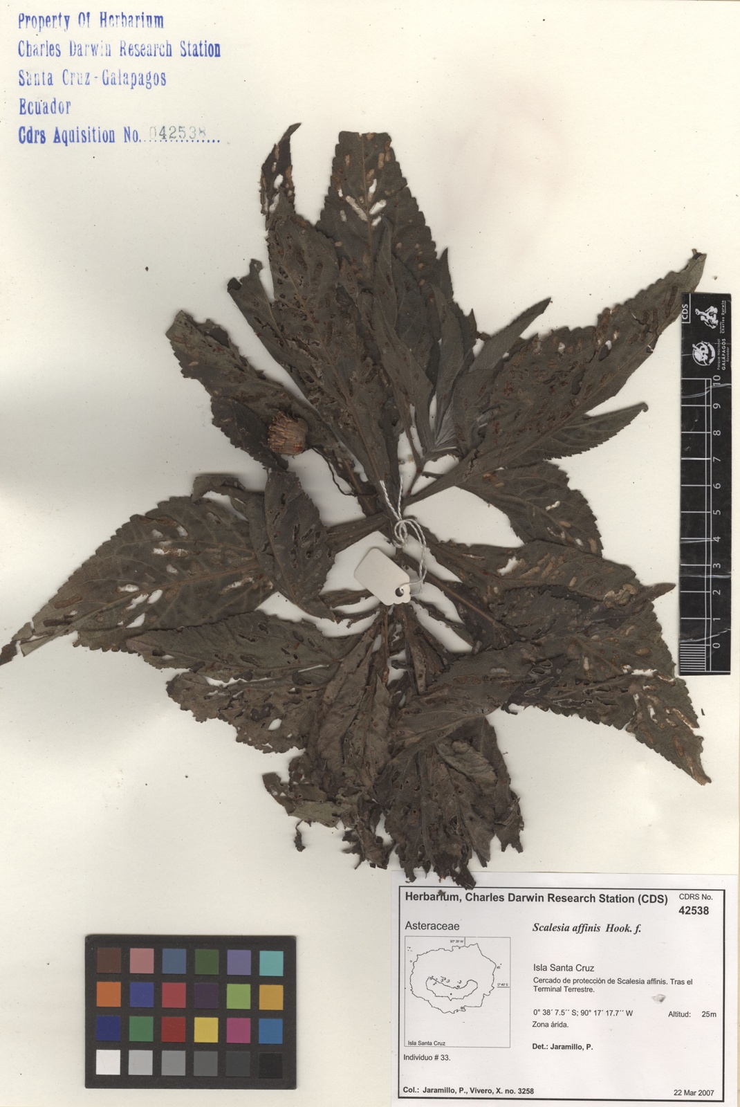 Scalesia affinis subsp. brachyloba