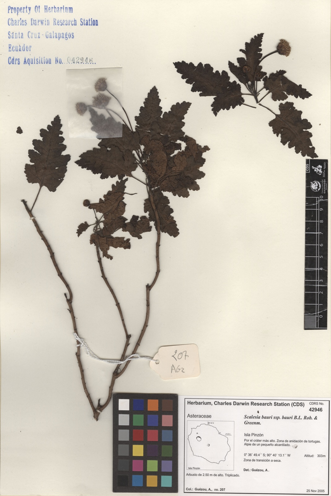 Scalesia baurii subsp. baurii