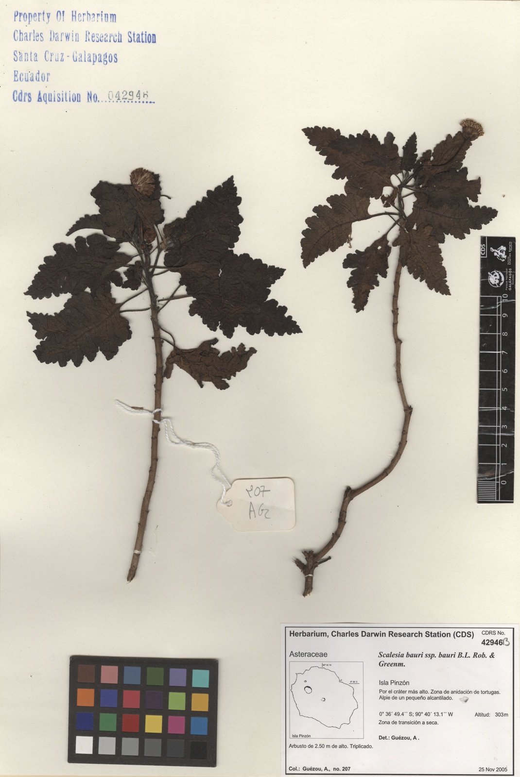 Scalesia baurii subsp. baurii
