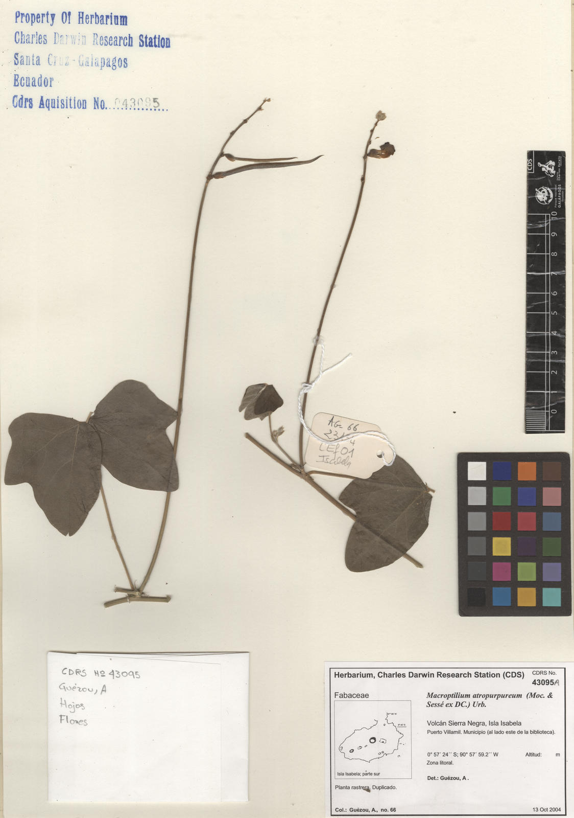 Macroptilium atropurpureum