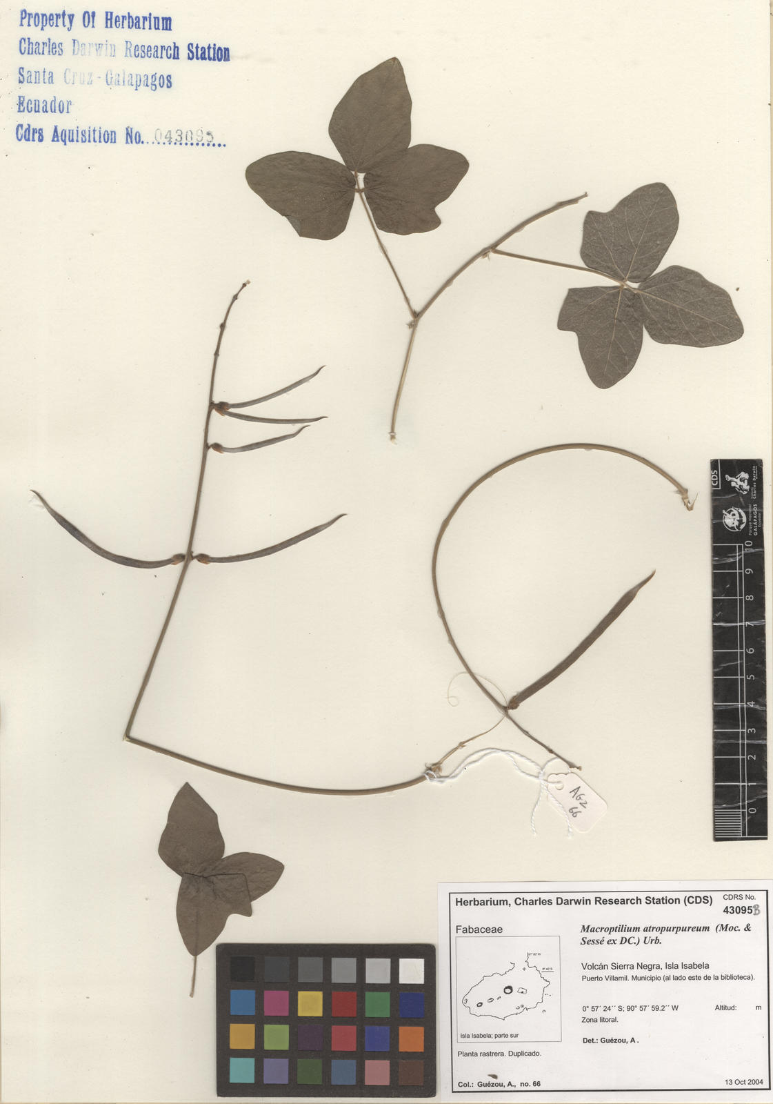 Macroptilium atropurpureum