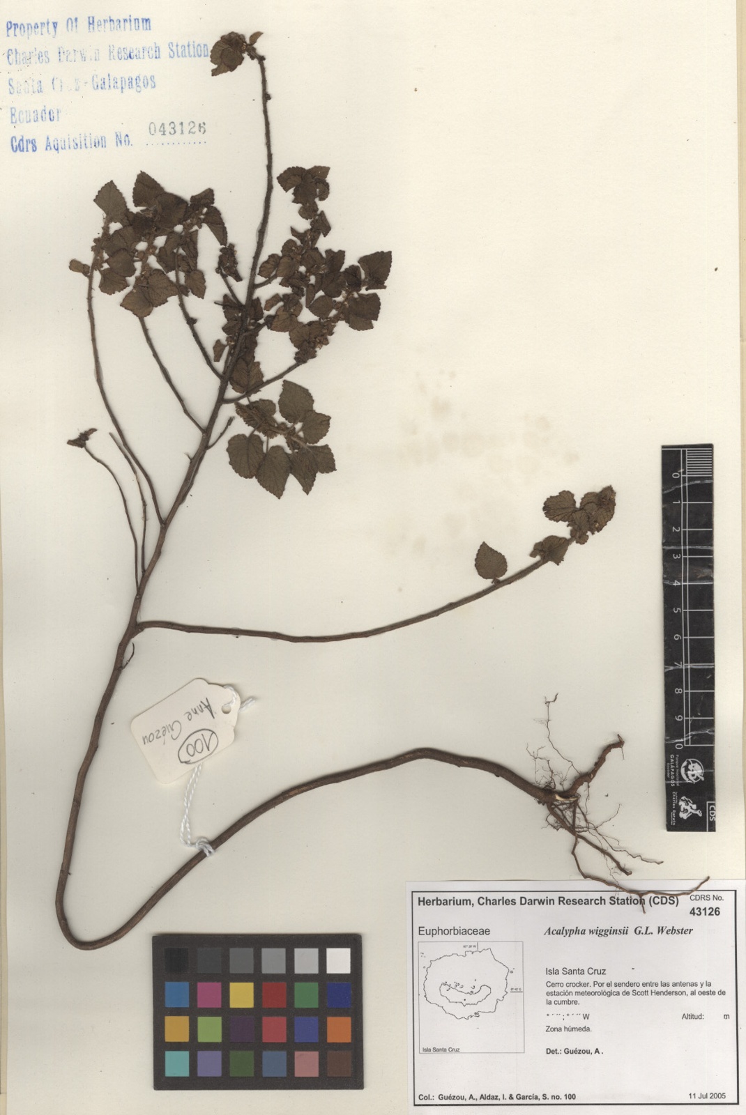 Acalypha wigginsii