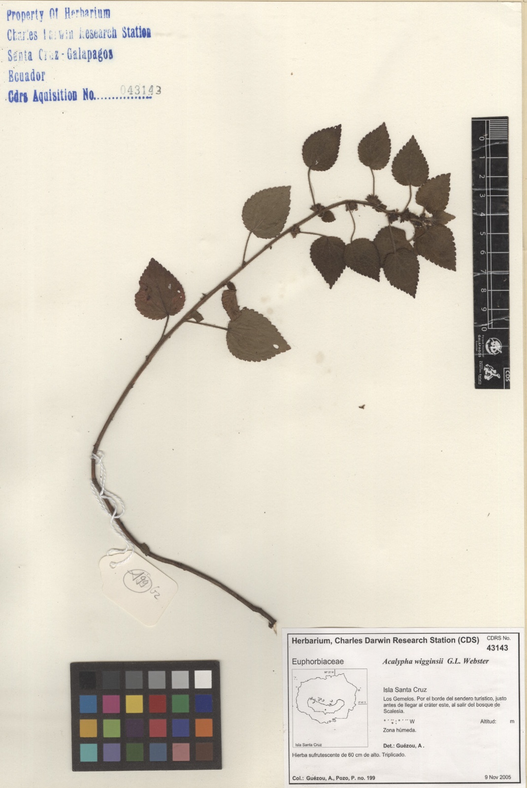 Acalypha wigginsii