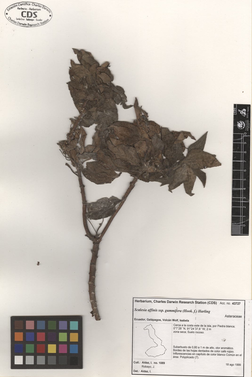 Scalesia affinis subsp. gummifera