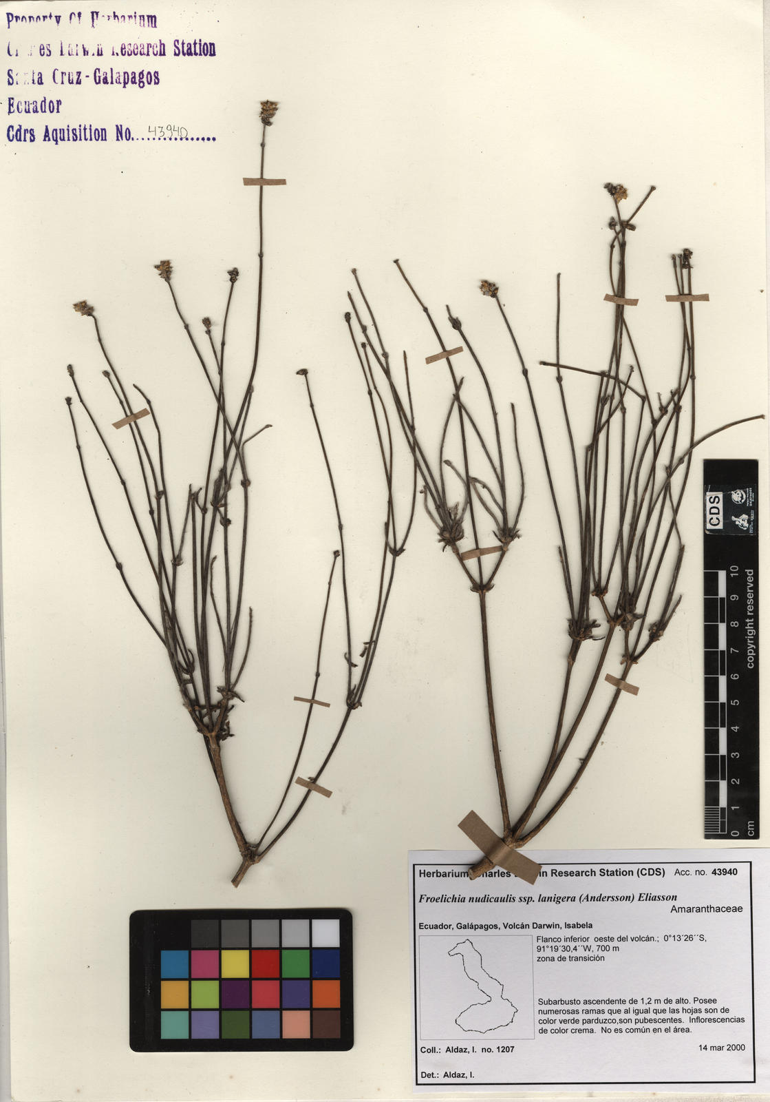 Froelichia nudicaulis subsp. lanigera