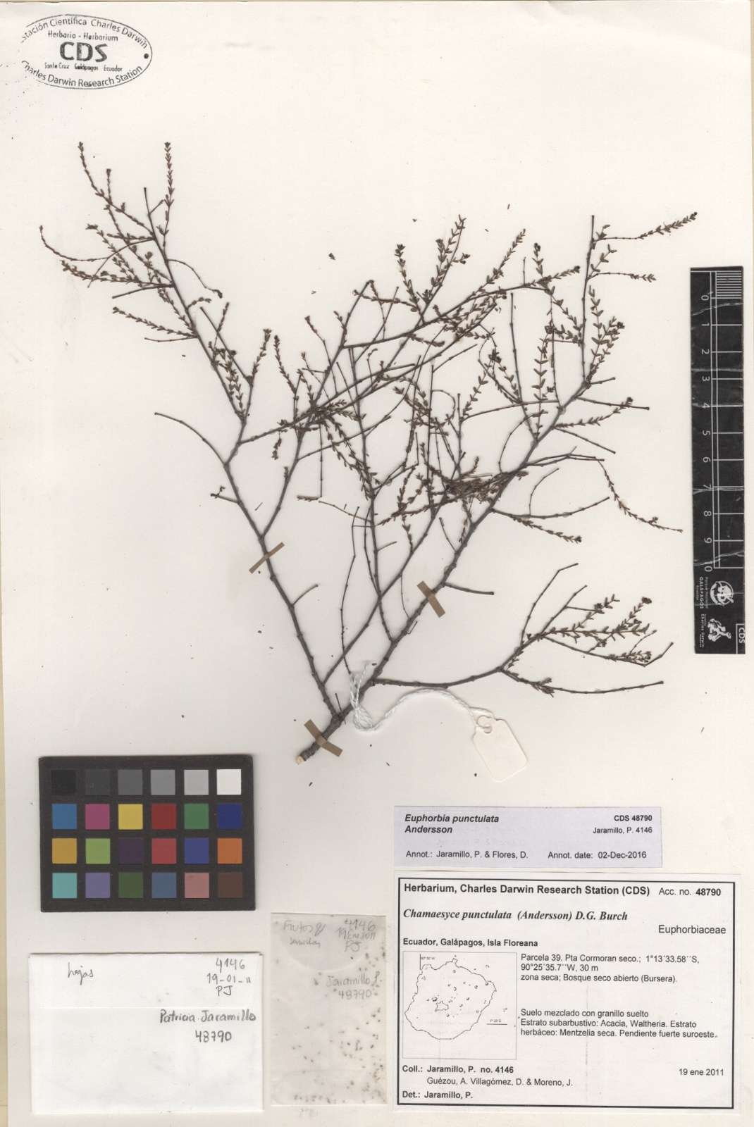 Euphorbia punctulata