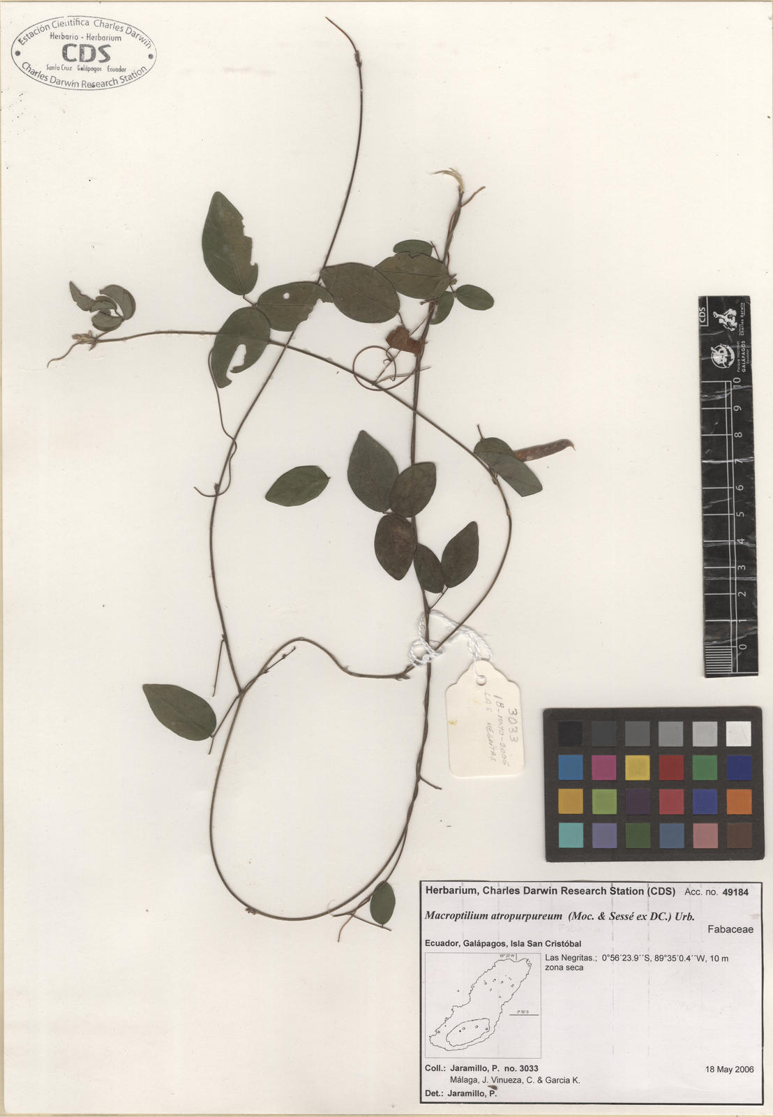 Macroptilium atropurpureum