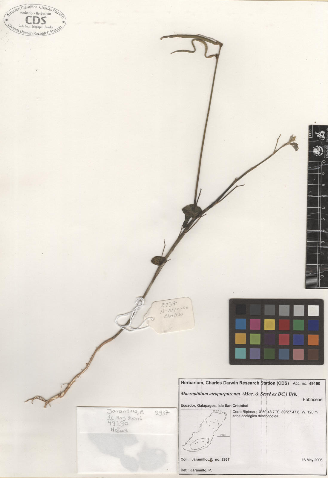 Macroptilium atropurpureum