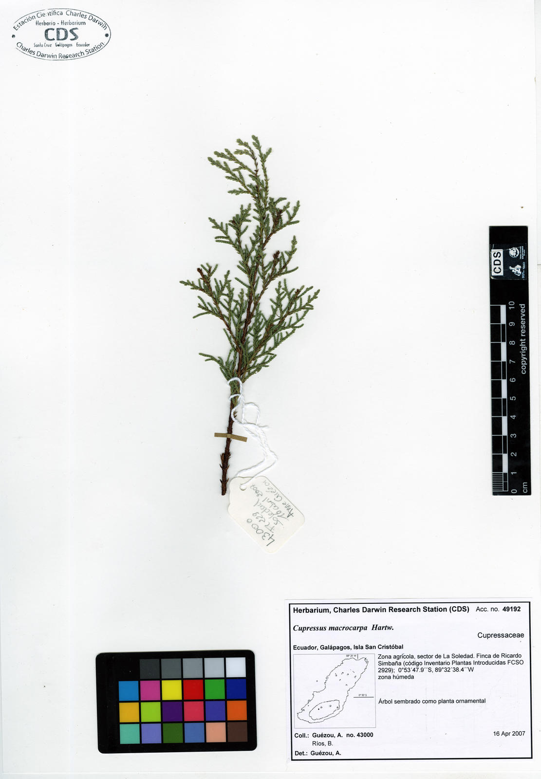 Cupressus macrocarpa