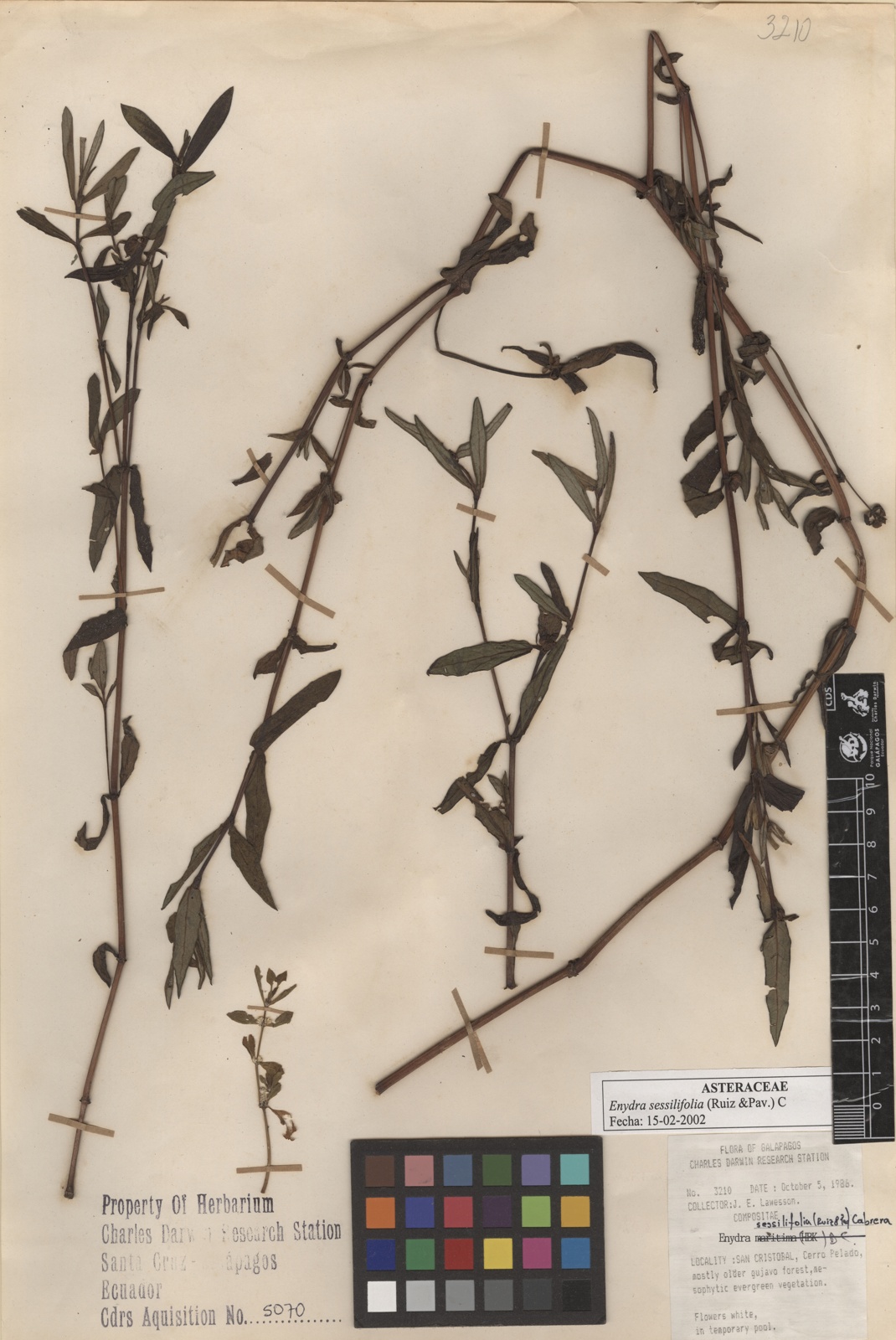 Enydra sessilifolia