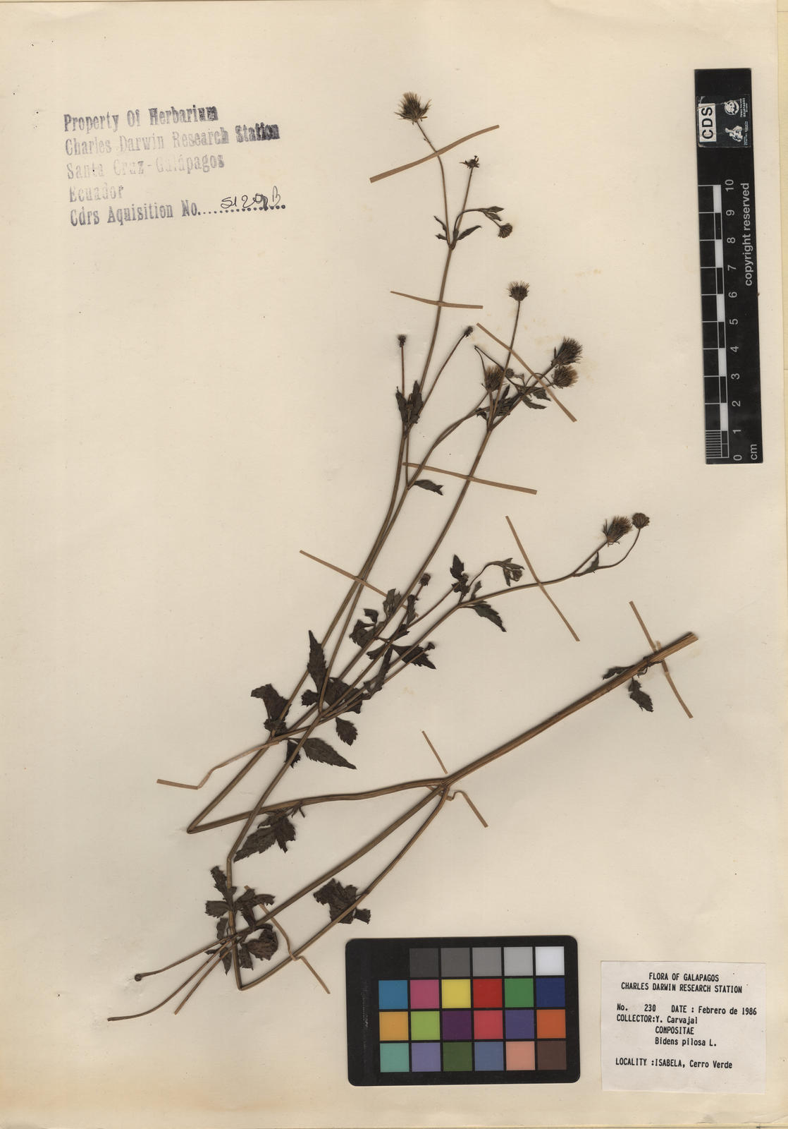 Thelypteris tetragona subsp. aberrans