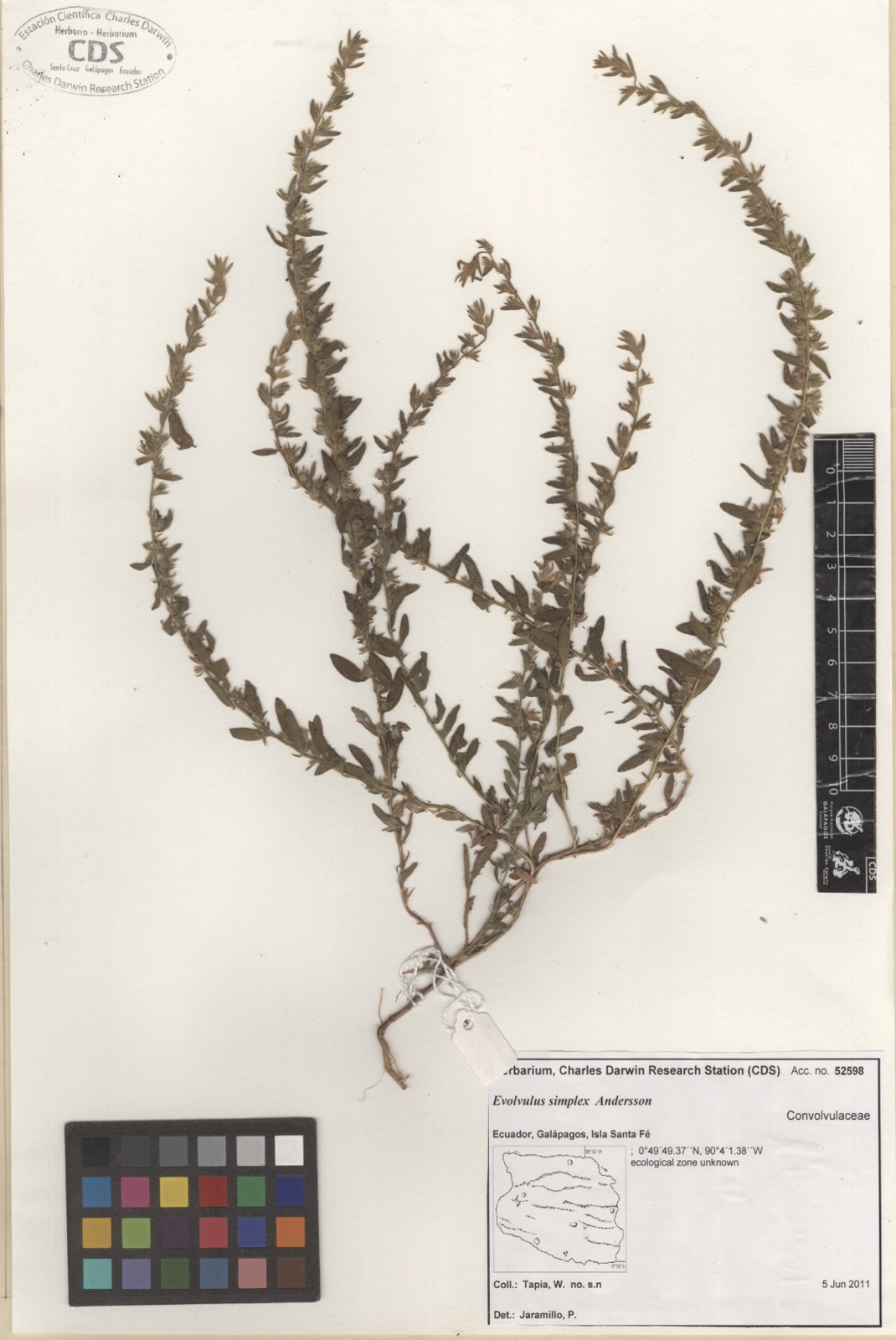 Evolvulus simplex