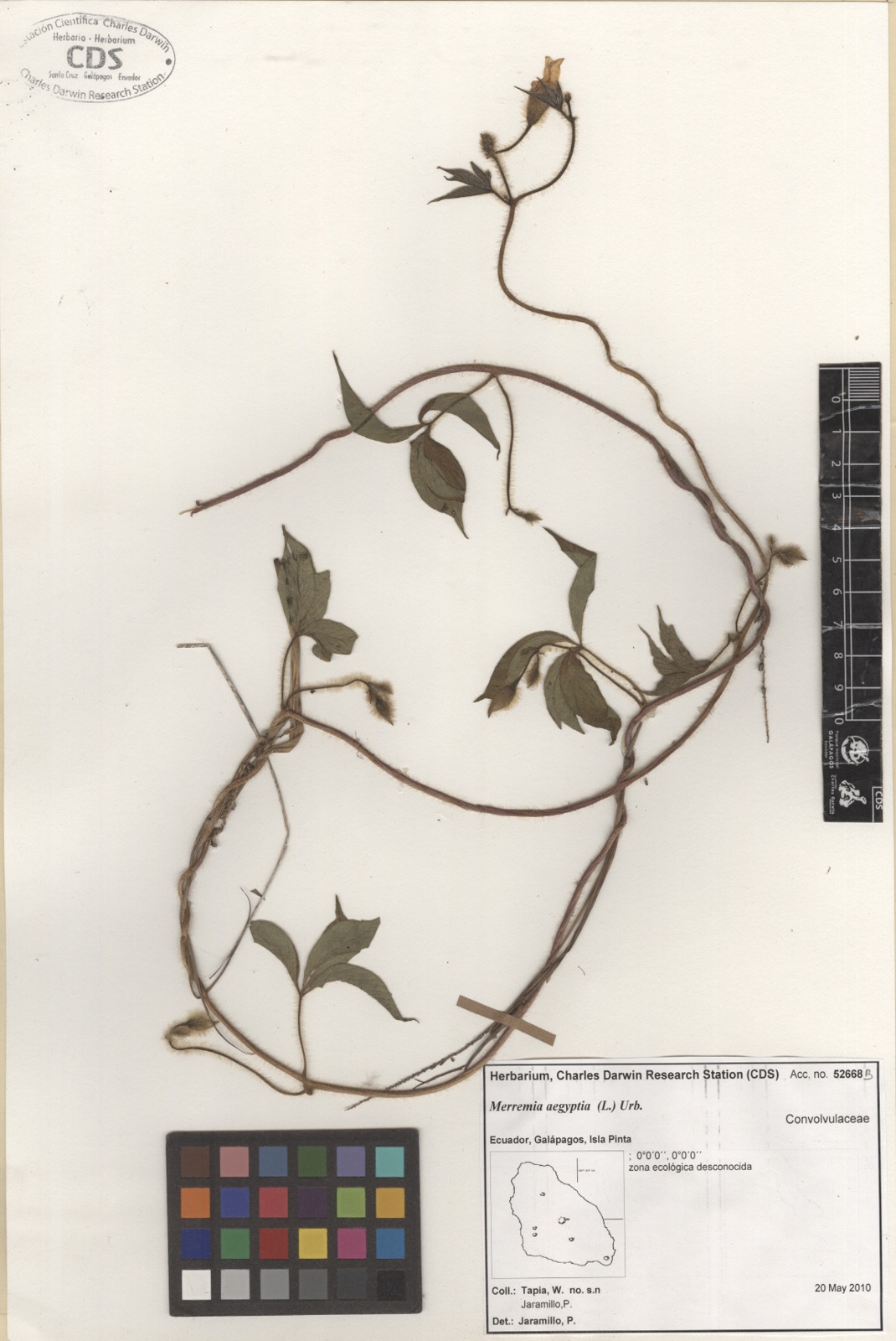 Distimake aegyptius