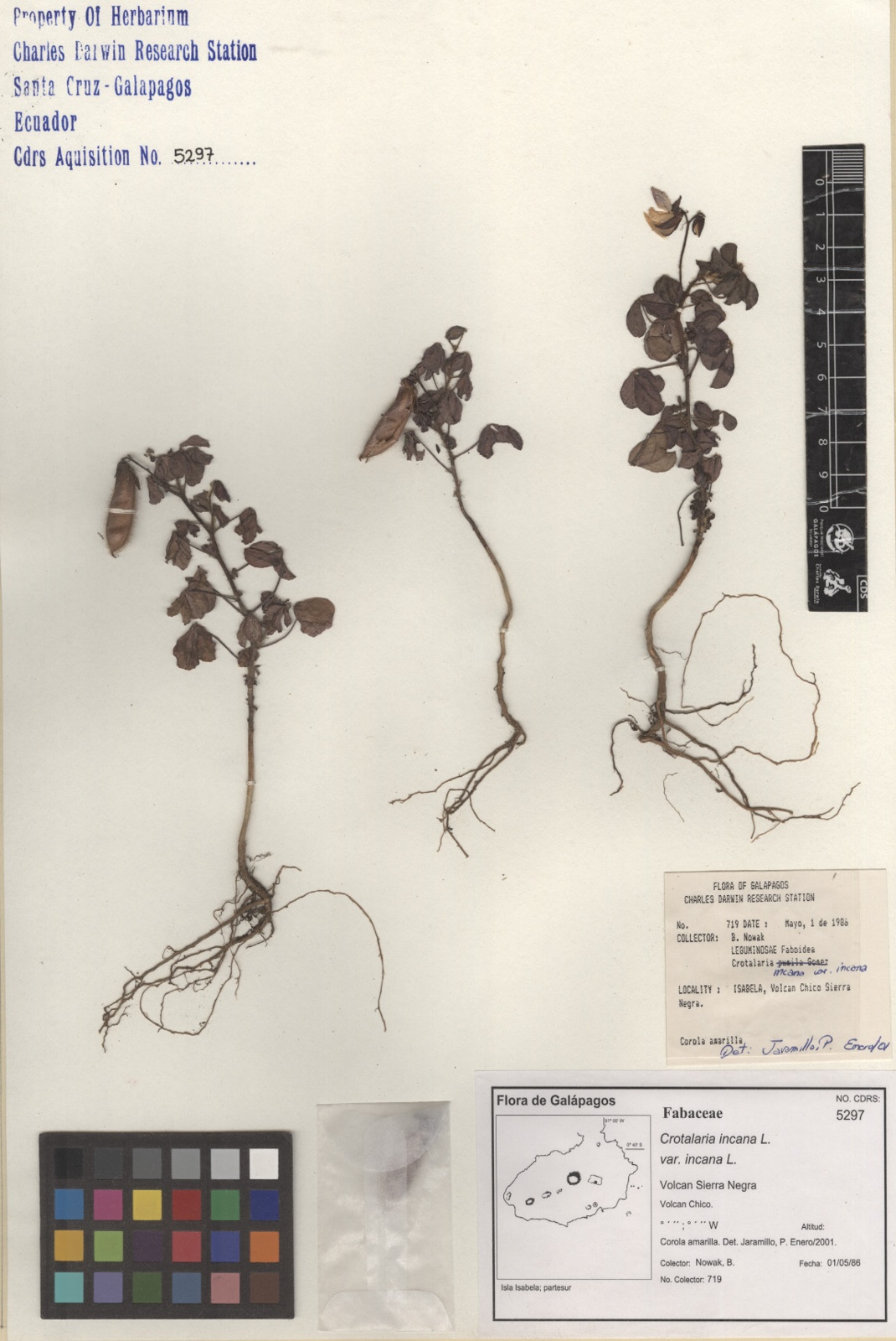 Crotalaria incana subsp. incana